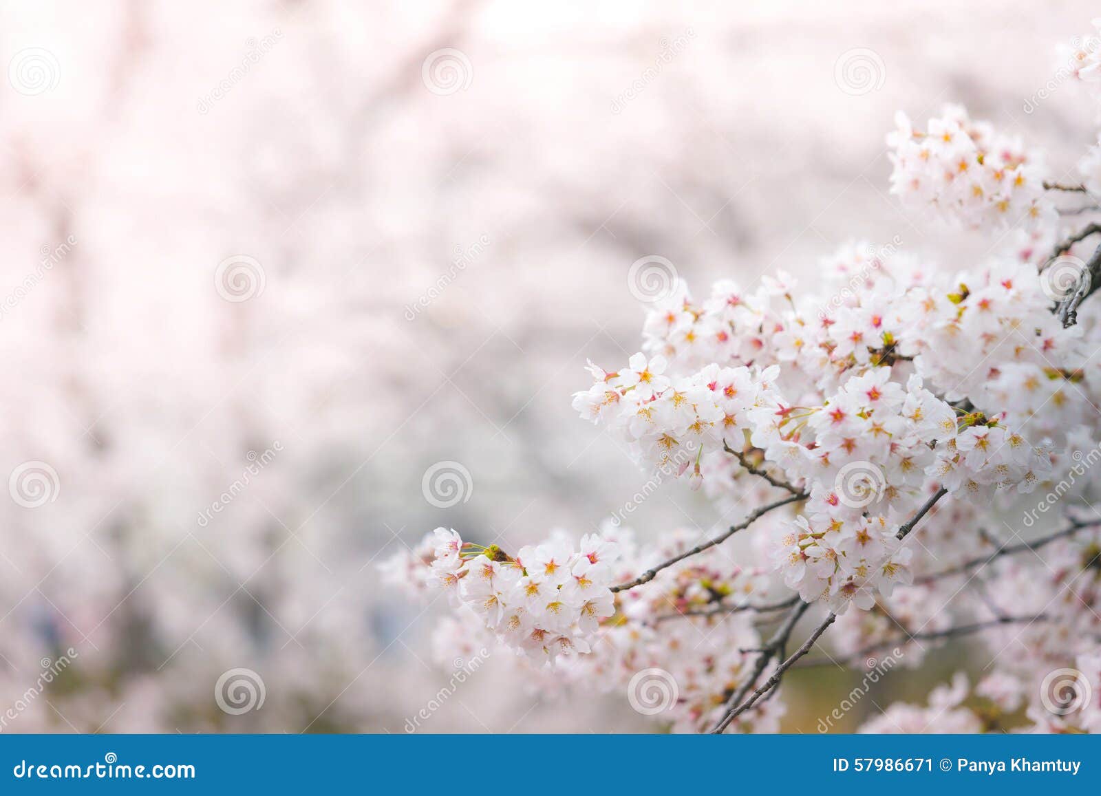 Abstract Cherry Blossom in Spring Stock Image - Image of bloom, close ...