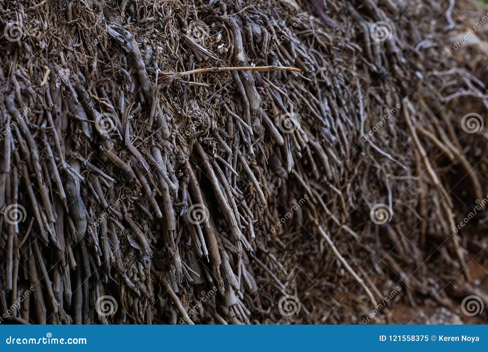 Tiny Roots of a Huge Tree of Brown Color Stock Image - Image of flora ...