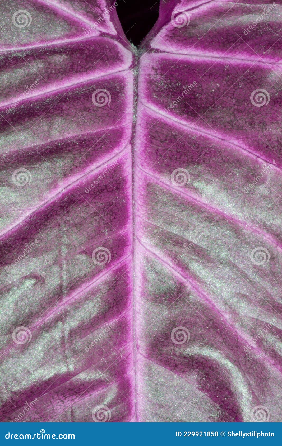 Abstract Close Up of Leaf and Stem in Vibrant Colours for Background ...
