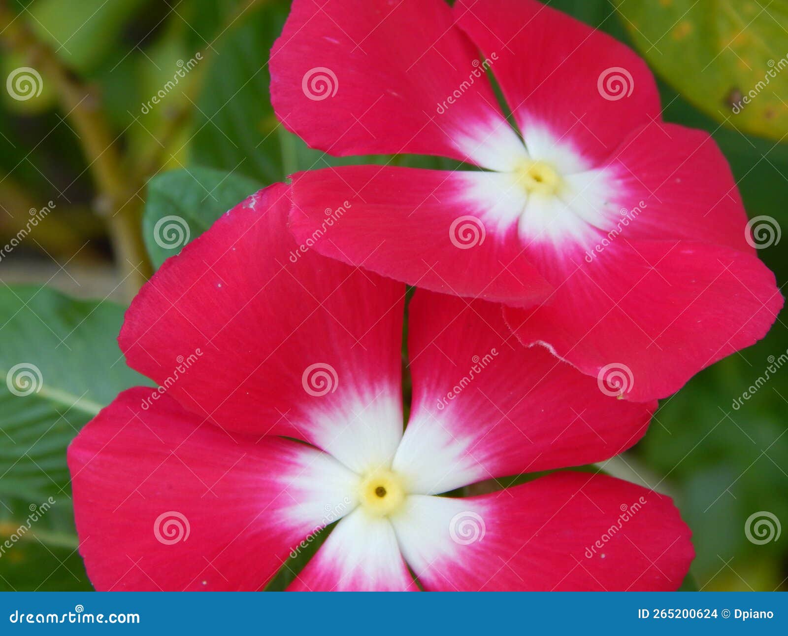 Abstract and Close Up of a Pansy Red and White Stock Photo - Image of ...