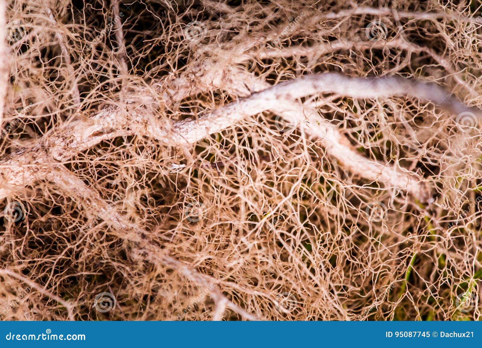 An Abstract Close Up of a Tree Roots. Stock Image - Image of root, tree ...