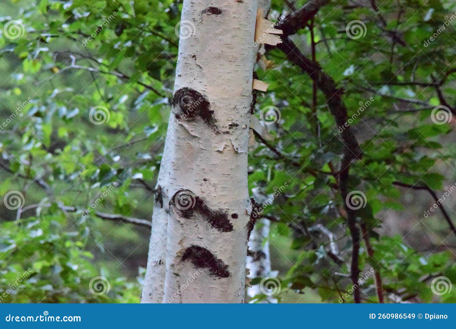 Abstract Close Up White Birch Tree in the Forest Stock Image - Image of ...