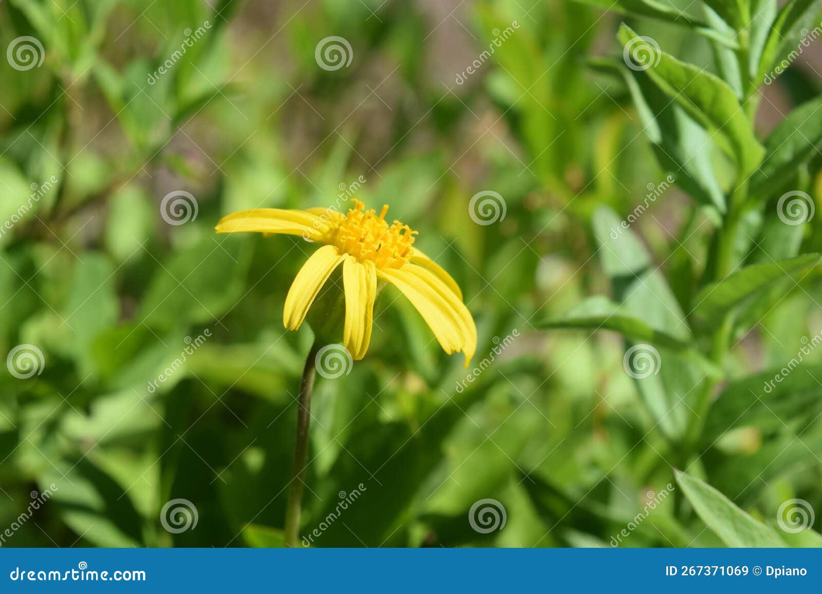 Abstract Close Up of a Yellow Flower Daisy Stock Image - Image of ...
