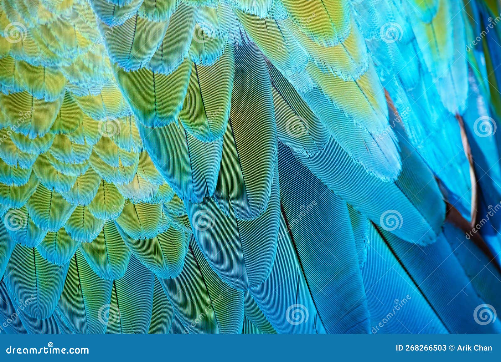 Abstract Closeup of Blue Macaw Feather Stock Image - Image of ...