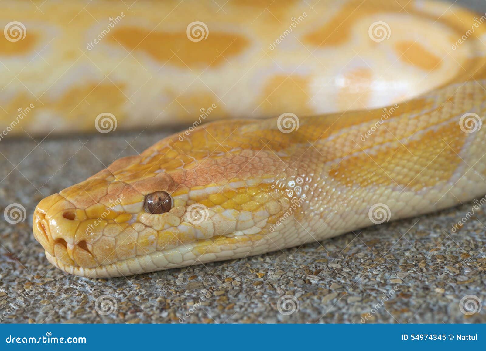 Gold Python With Human Skull Royalty-Free Stock Photography ...