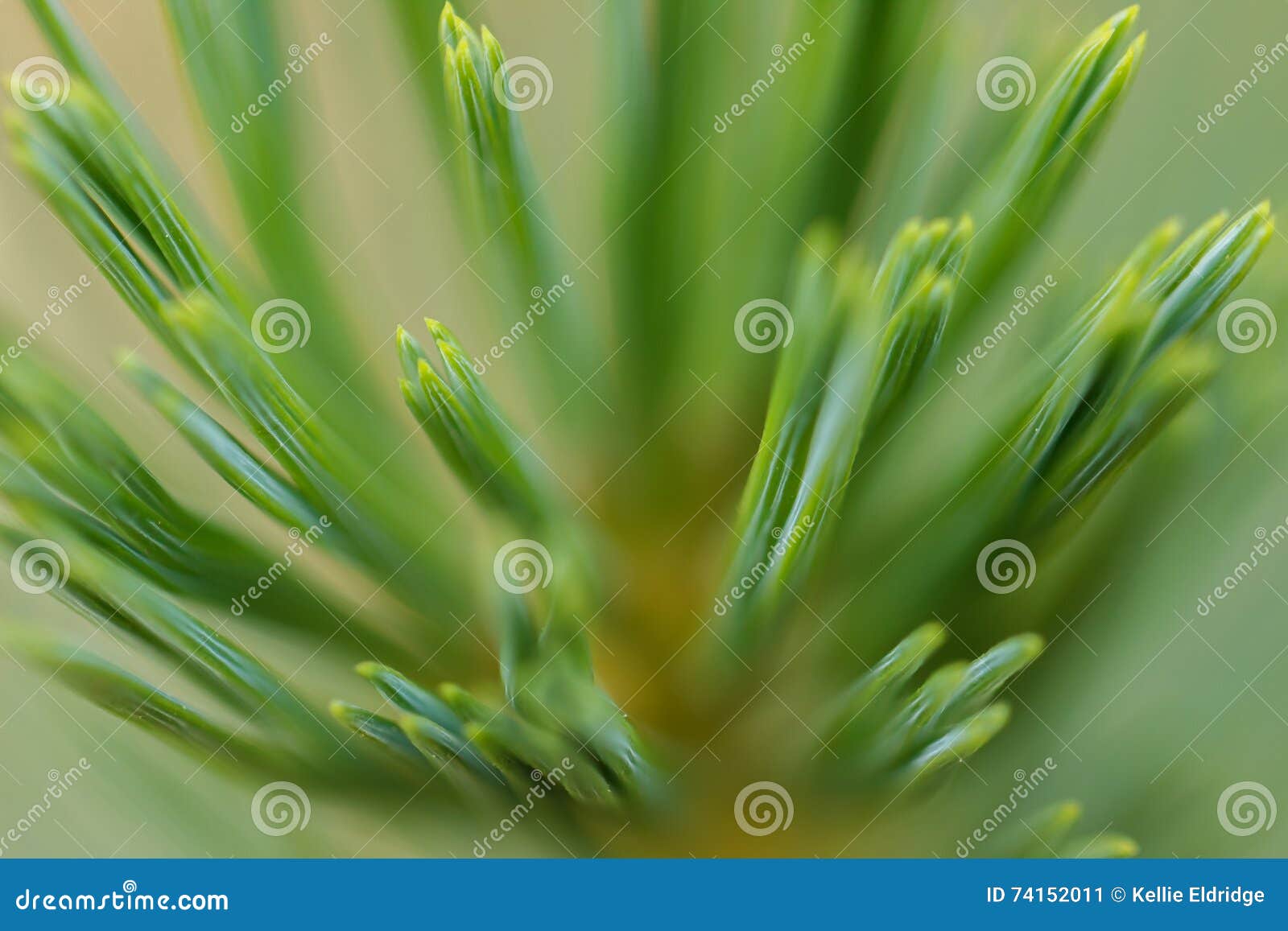 Abstract Closeup of Pine Needles Stock Image - Image of branch ...