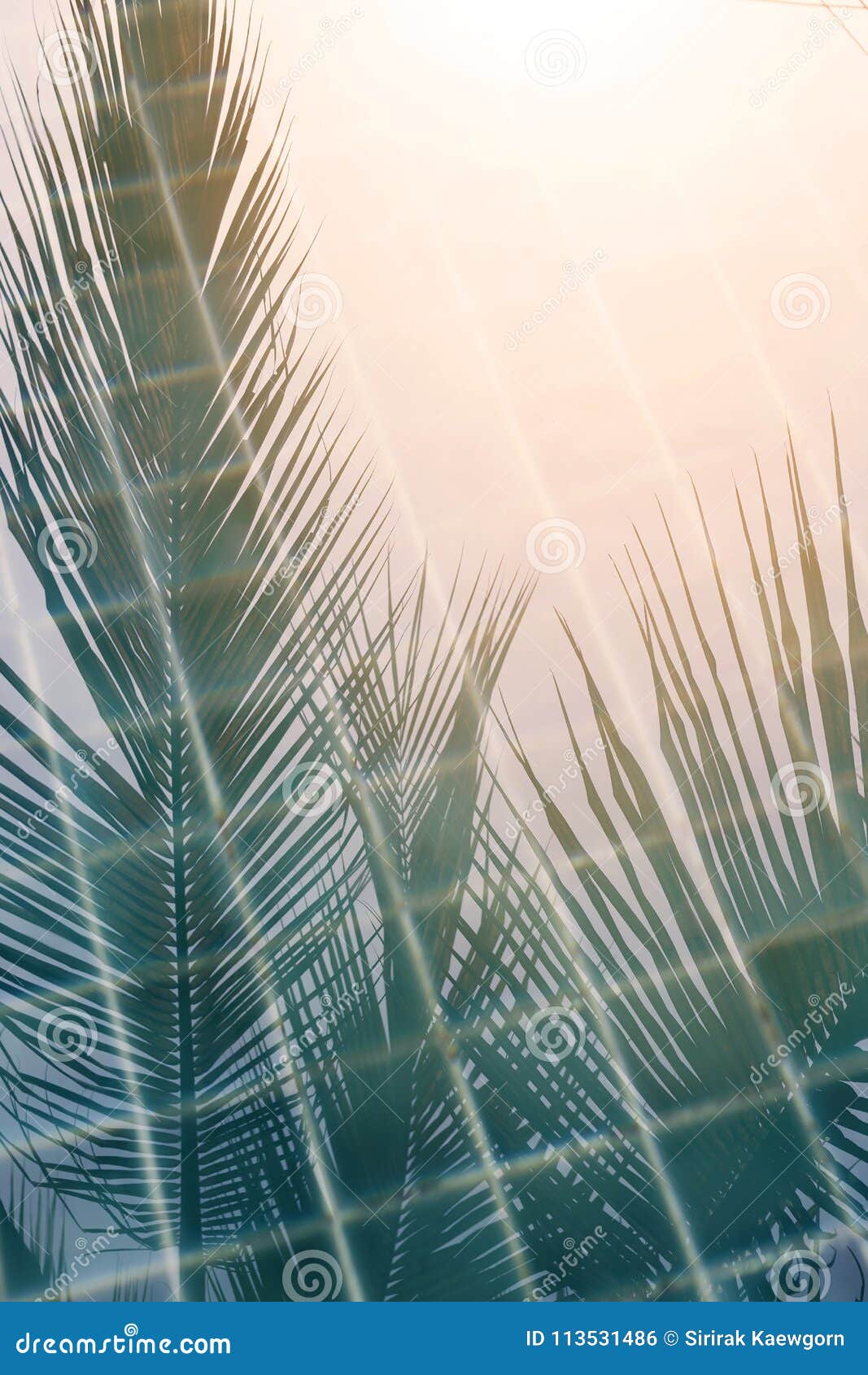 Abstract Coconut Leaves Reflecting on Swimming Pool Surface Stock Photo ...