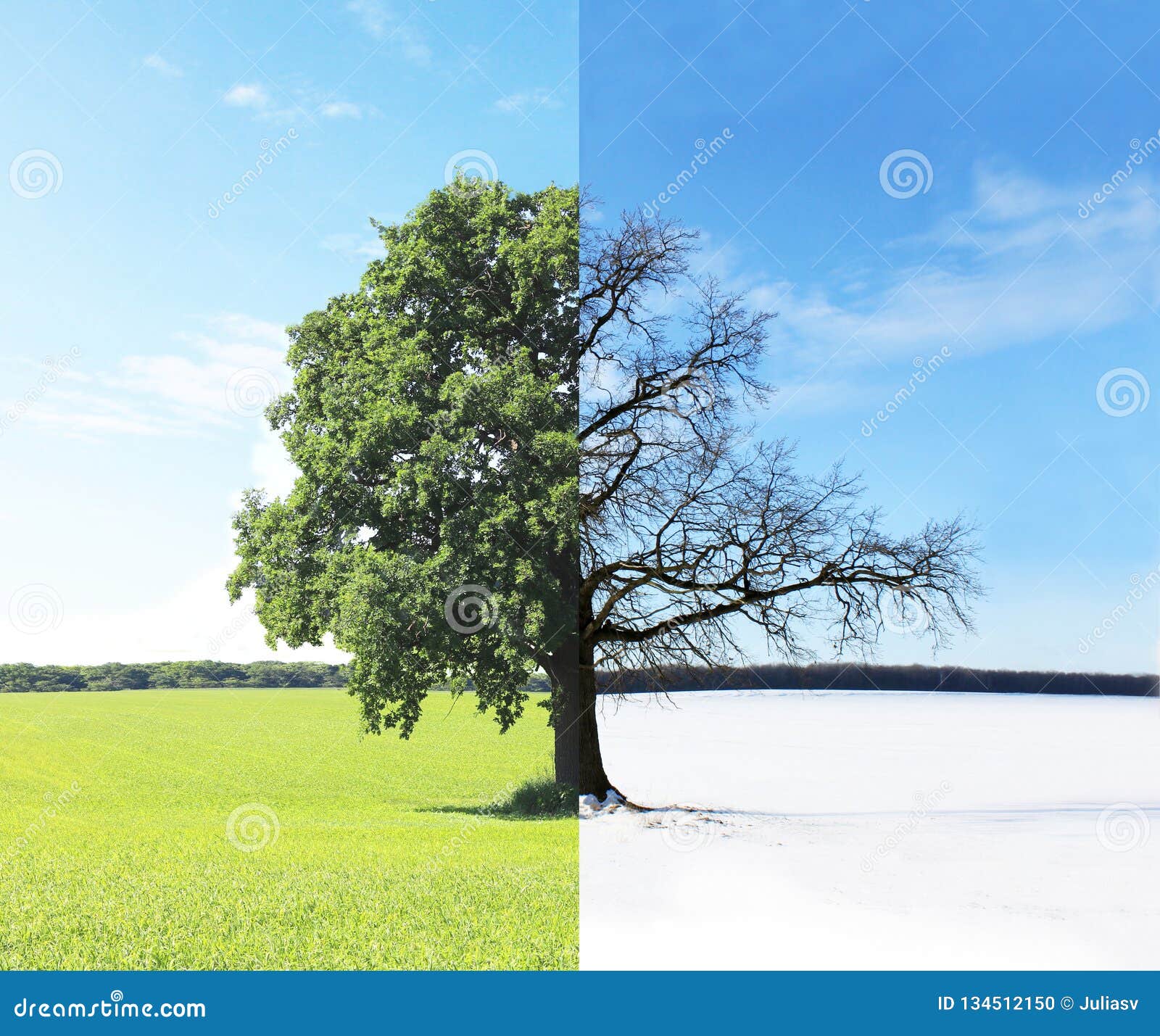 Abstract Collage with Mixed Different Sides of Tree Stock Photo - Image ...