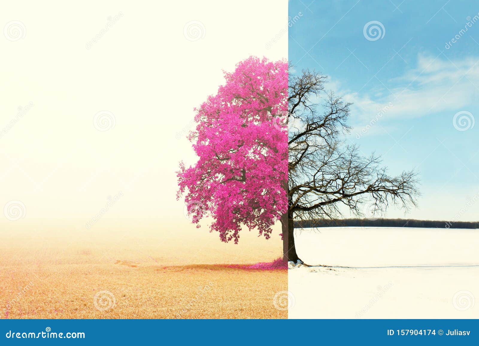 Abstract Collage with Mixed Different Sides of Tree with Changing ...