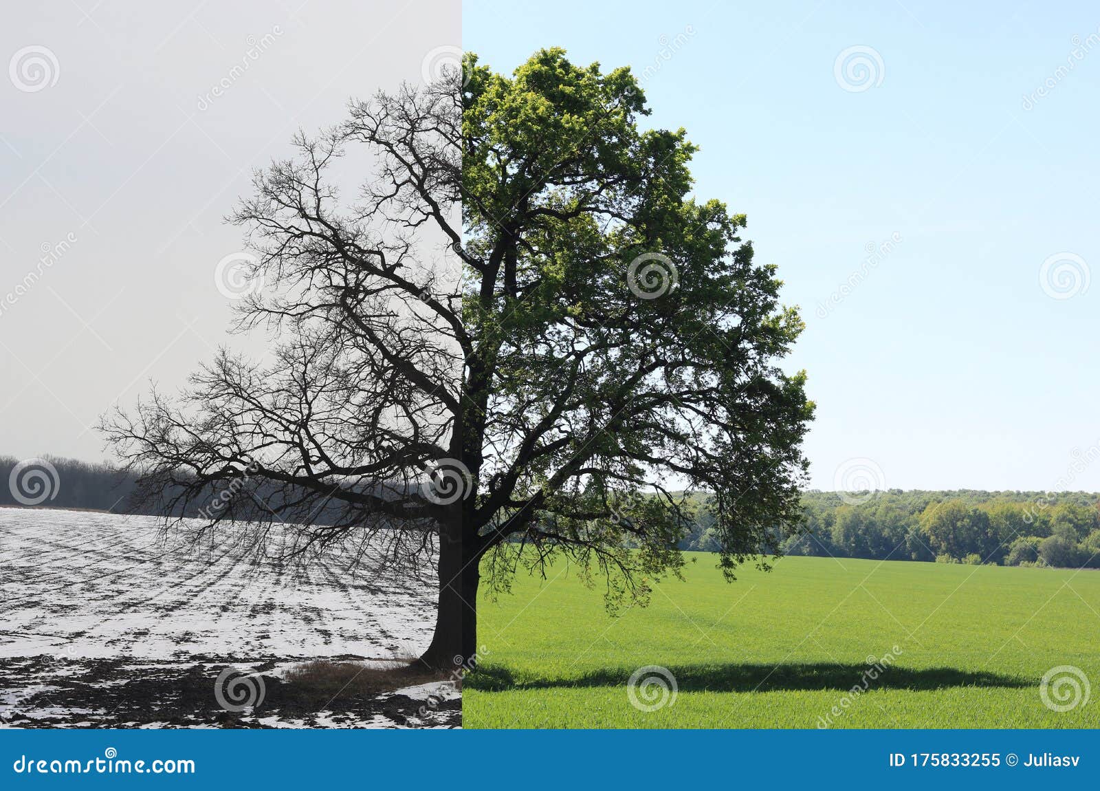 Abstract Collage with Different Sides of Tree with Changing Seasons ...