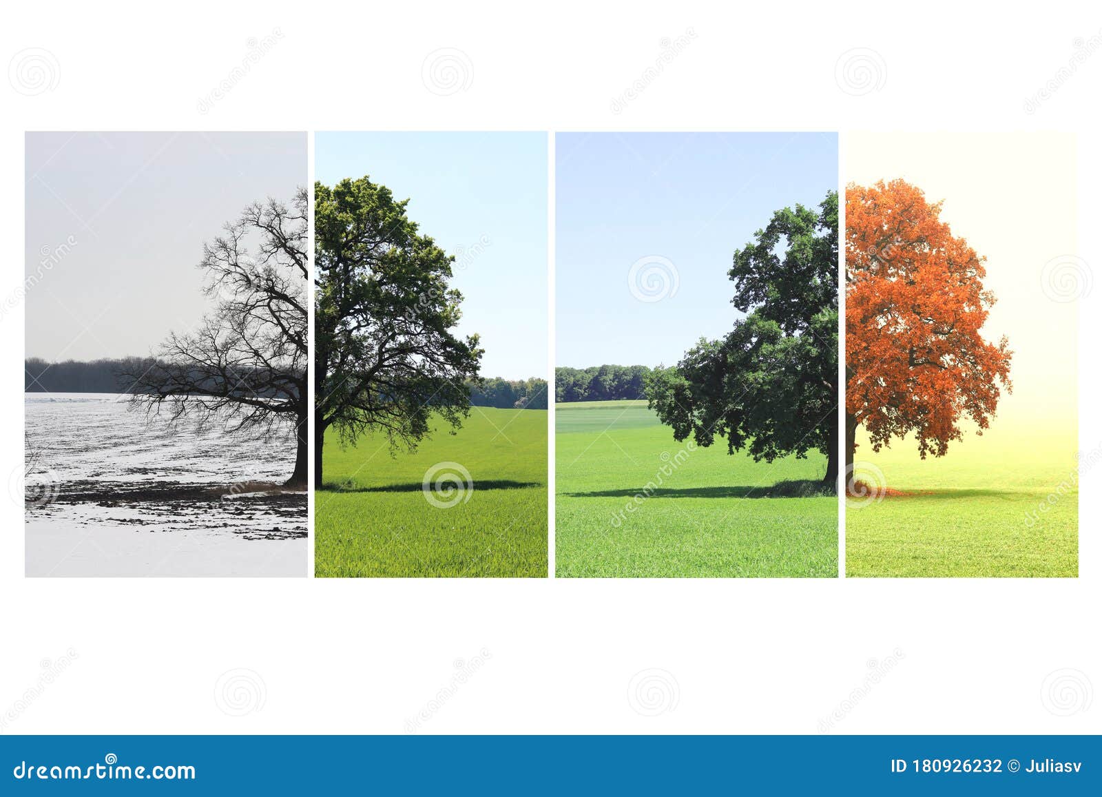 Abstract Collage with Mixed Different Sides of Tree with Changing ...