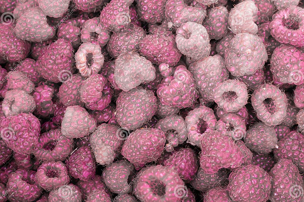 Abstract color raspberry stock photo. Image of sweet - 280701312
