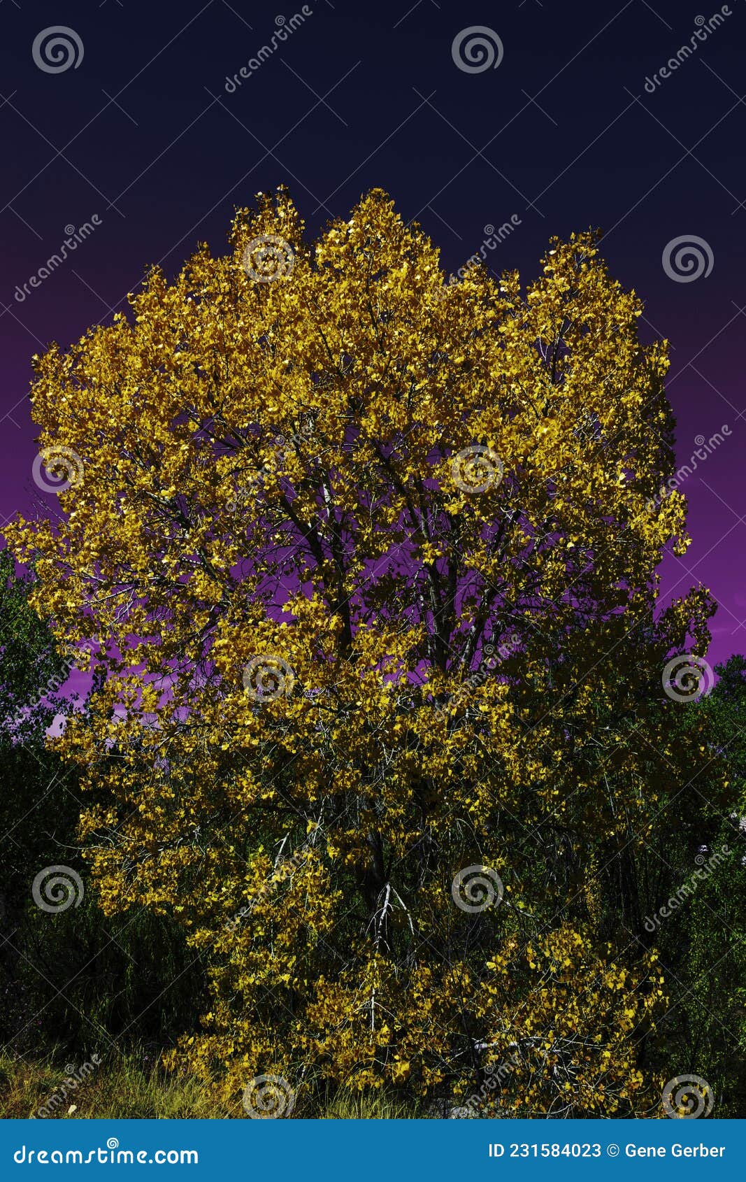 Autumn Tree in Dark Light stock image. Image of magenta - 231584023