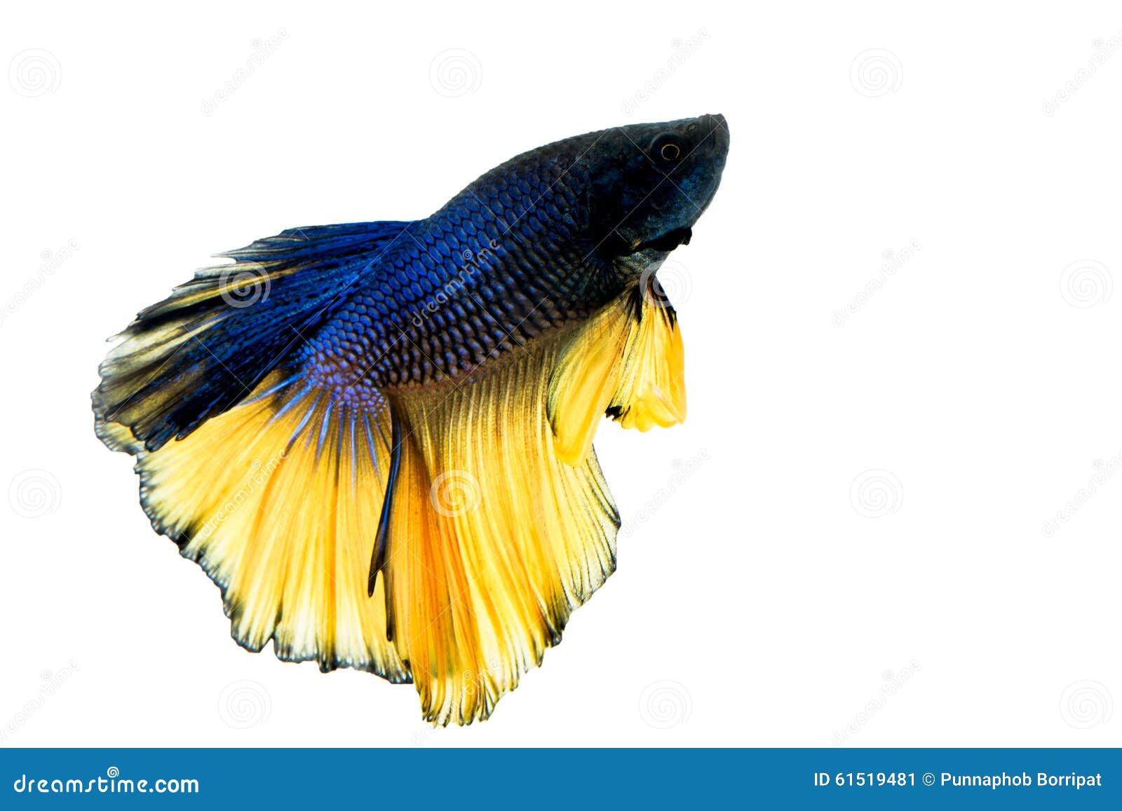 Abstract Colorful Betta Fish in Thailand Stock Image - Image of ...