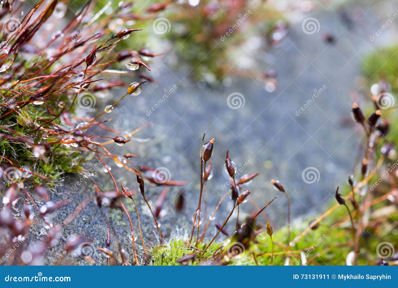 Abstract, Colorful Composition with Moss Flowers Stock Image - Image of ...