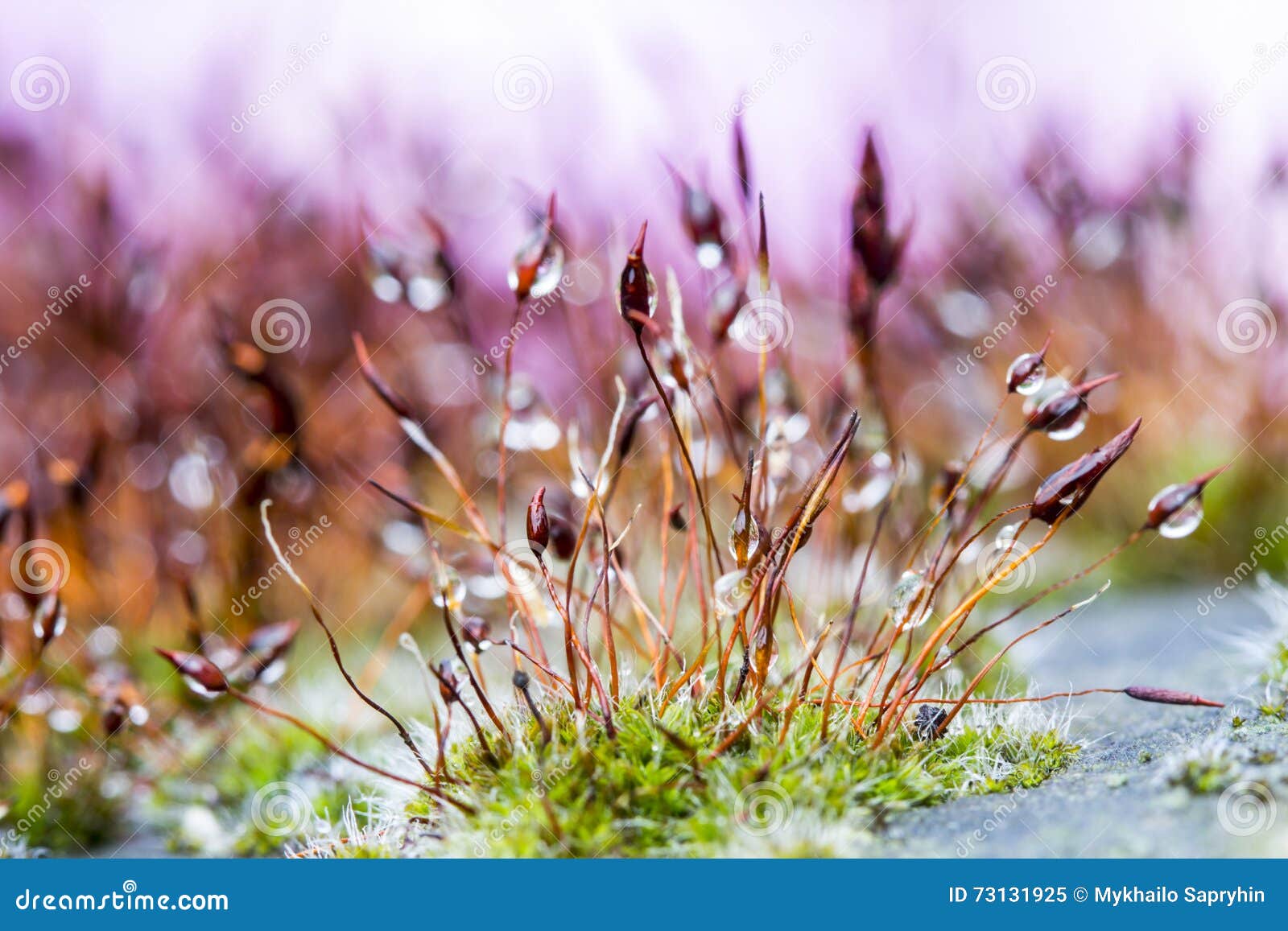 Abstract, Colorful Composition with Moss Flowers Stock Image - Image of ...