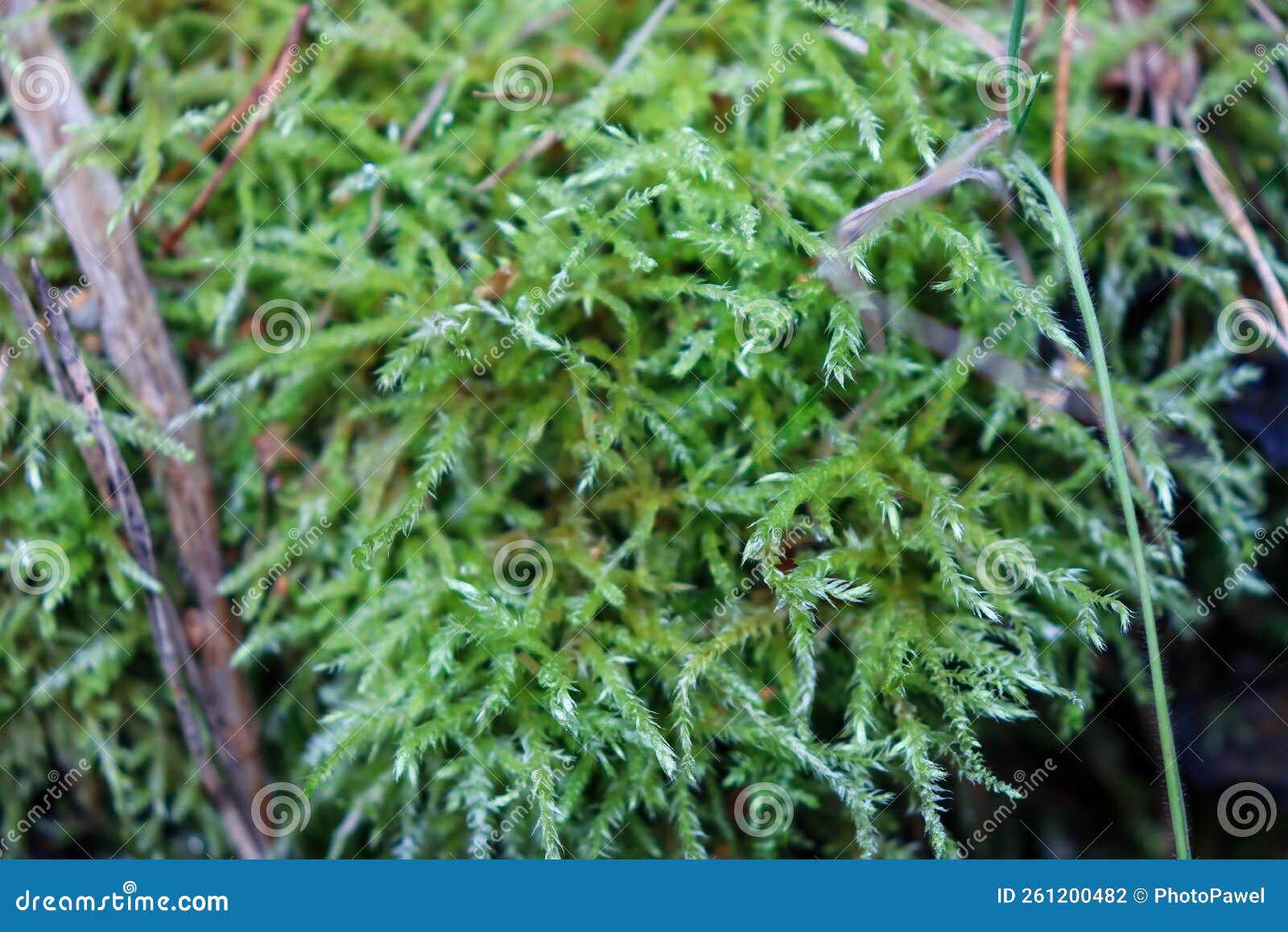Abstract, Colorful Composition with Moss in Forest. Green Moss in Deep ...