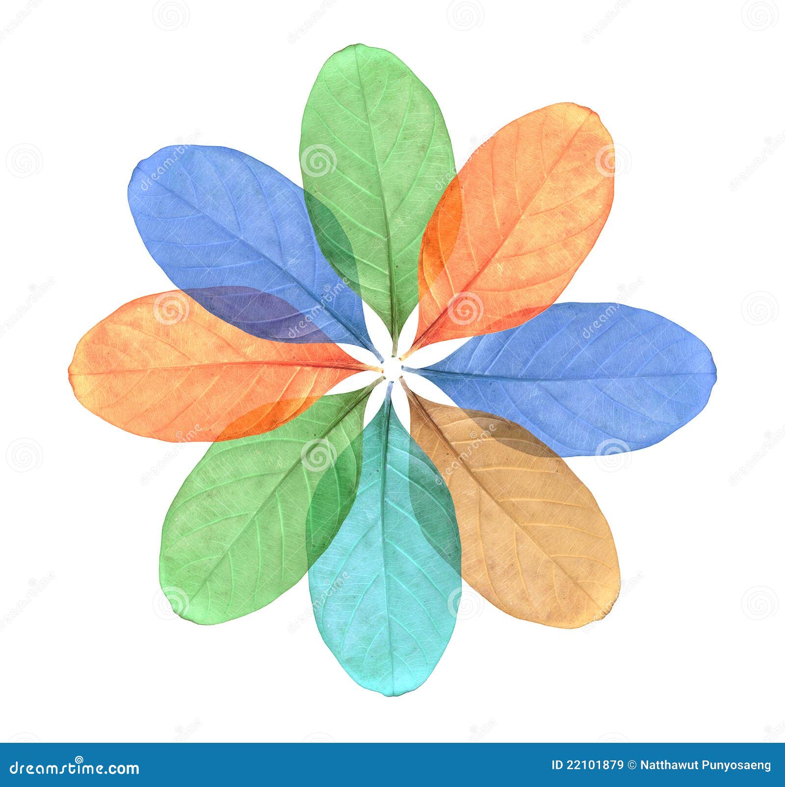 Abstract Colorful Leaf Isolated Stock Image - Image of leaf ...