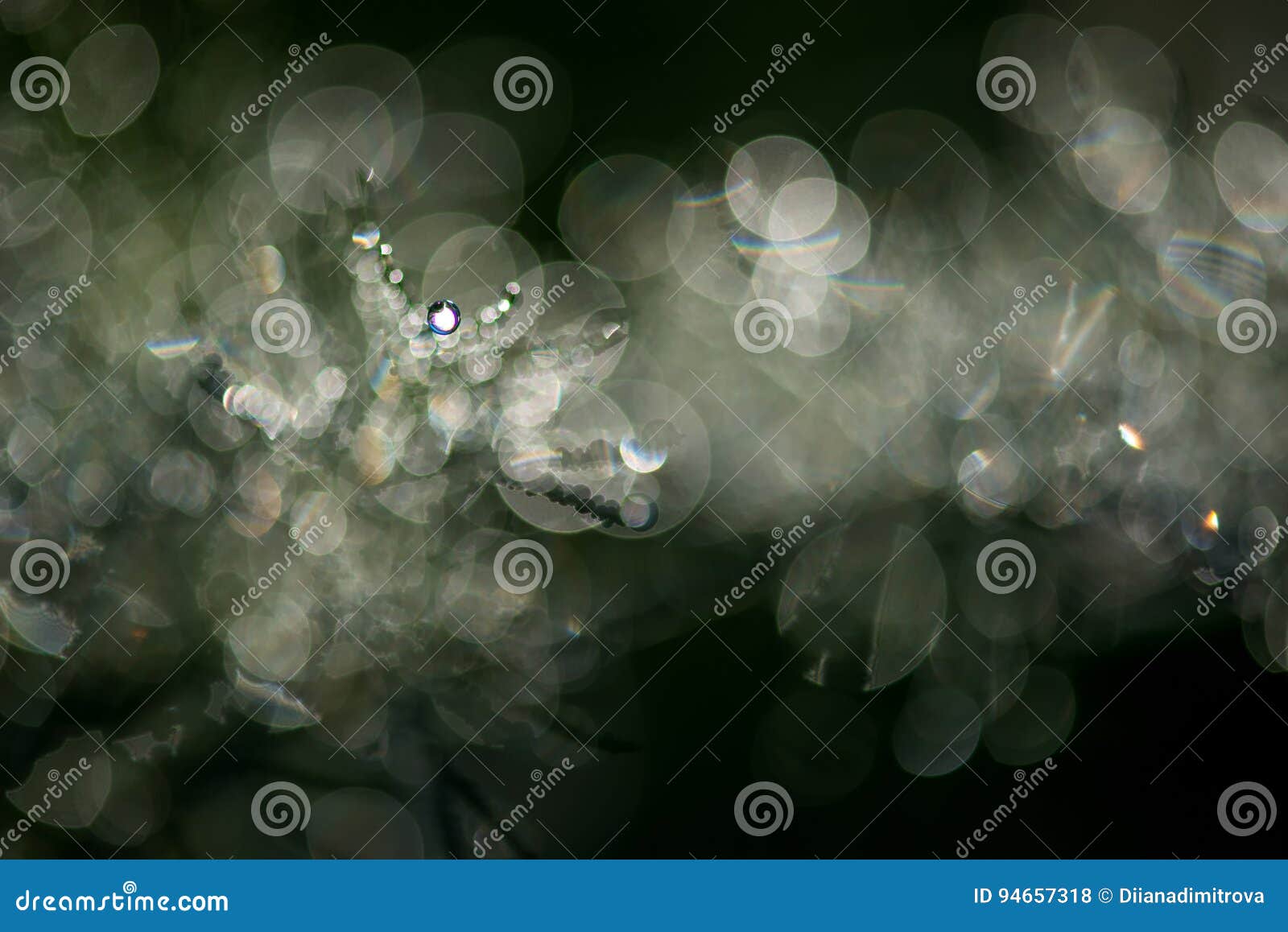 Abstract Composition with Dew Drops Over Plants - Selective Focus, Copy ...
