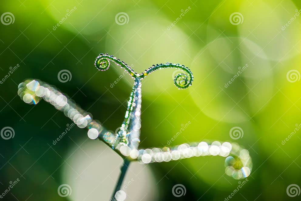 Abstract Composition with Dew Drops Over Plants Stock Image - Image of ...