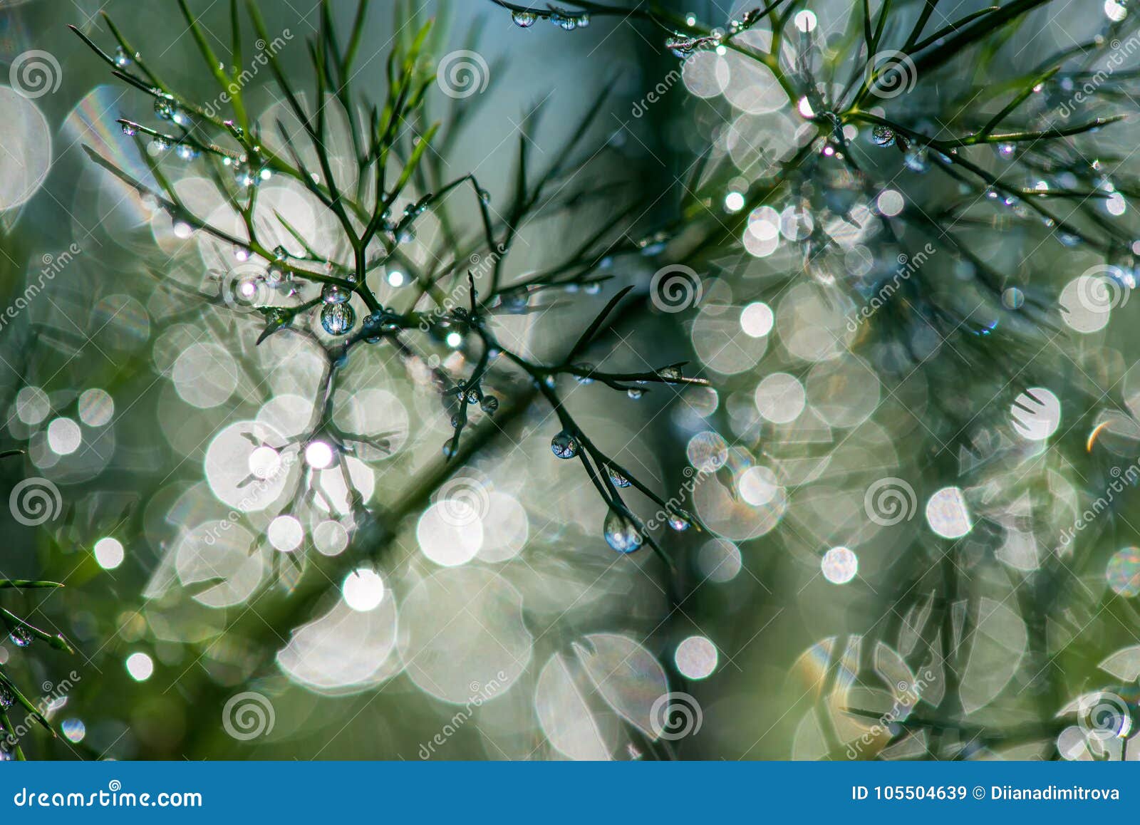 Abstract Composition with Dew Drops Over Plants Stock Image - Image of ...