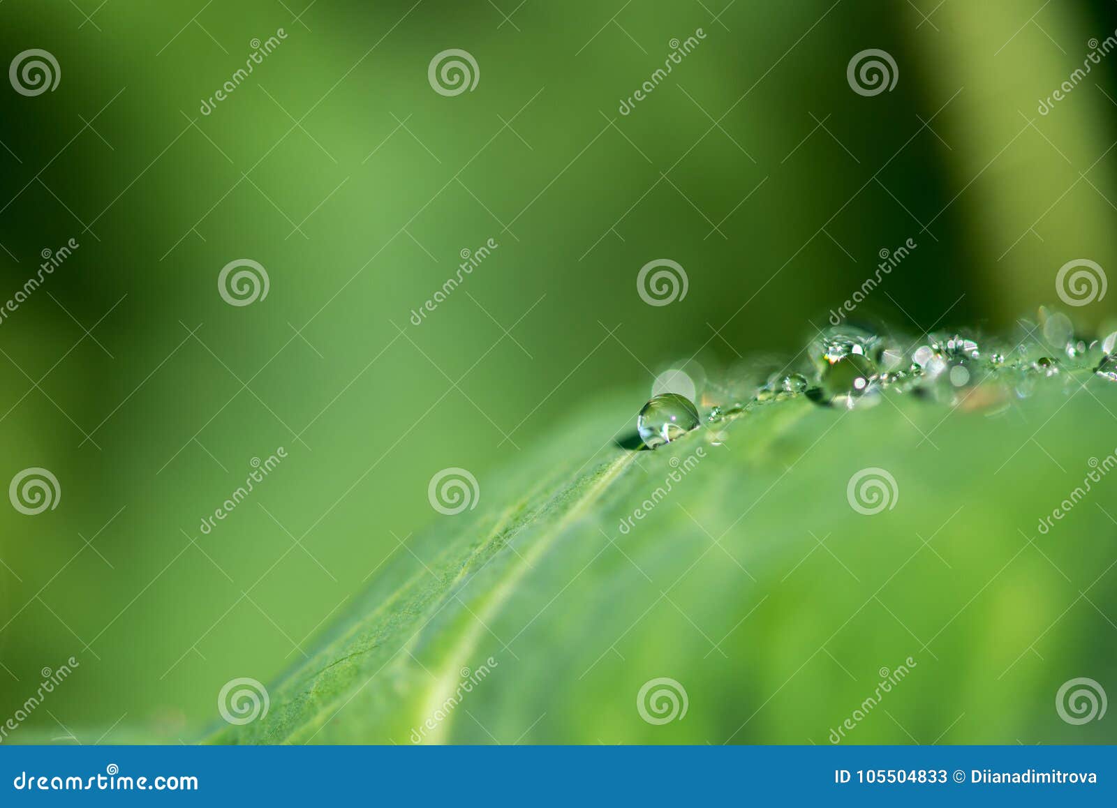 Abstract Composition with Dew Drops Over Plants Stock Image - Image of ...