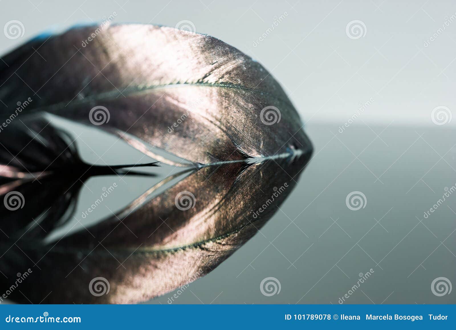 Abstract Composition with Feather Stock Photo - Image of blue, pattern ...