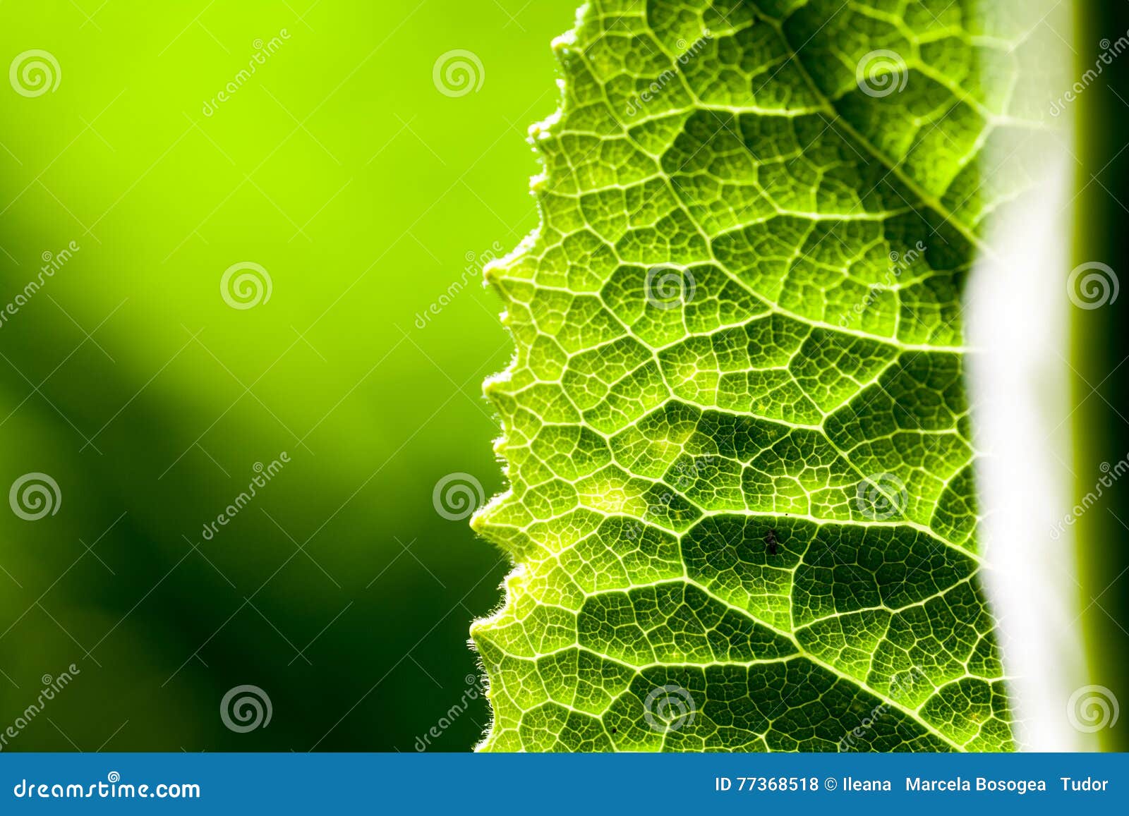 Abstract Composition with Leaf Texture Stock Photo - Image of emerald ...