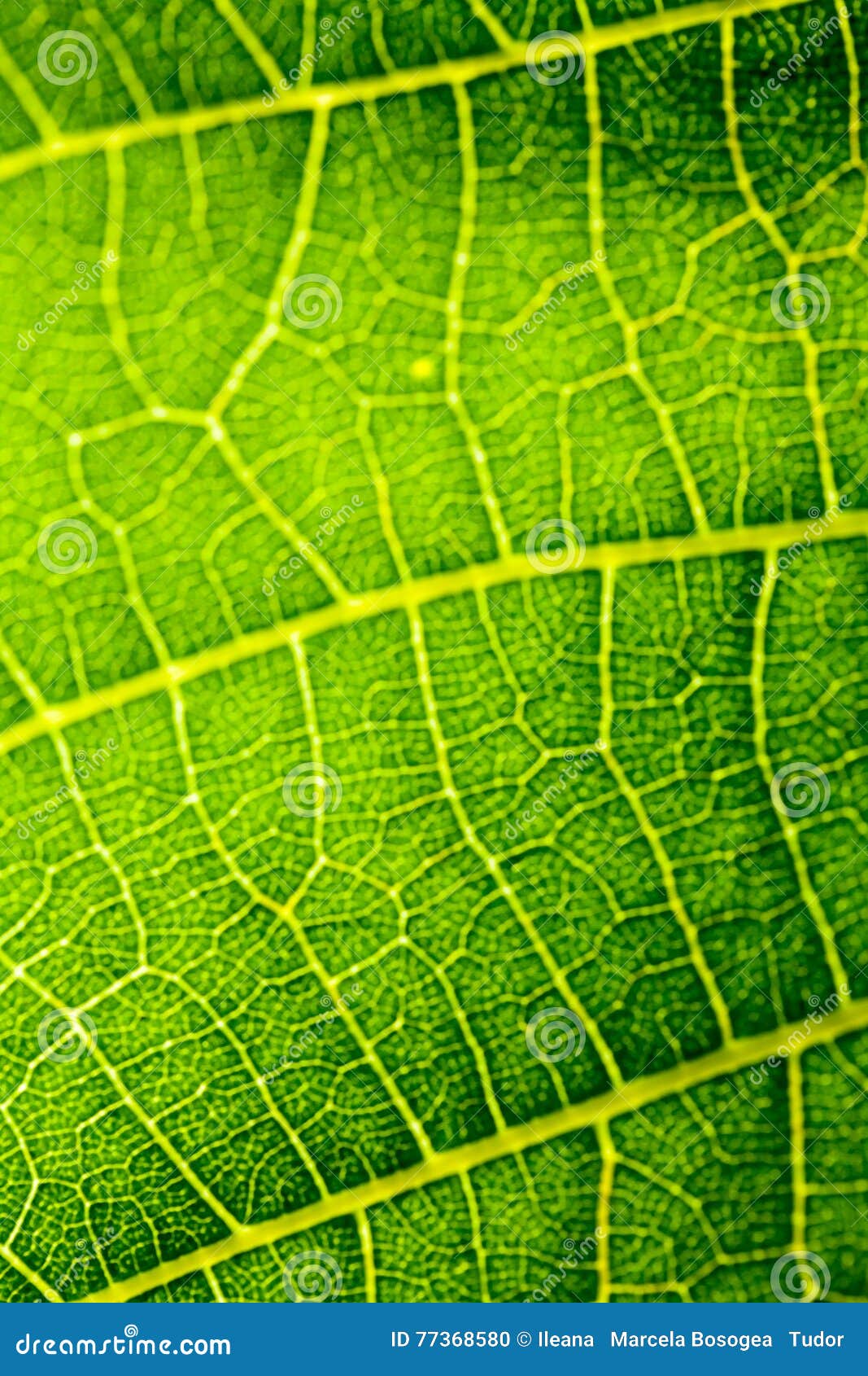 Abstract Composition with Leaf Texture Stock Photo - Image of ...