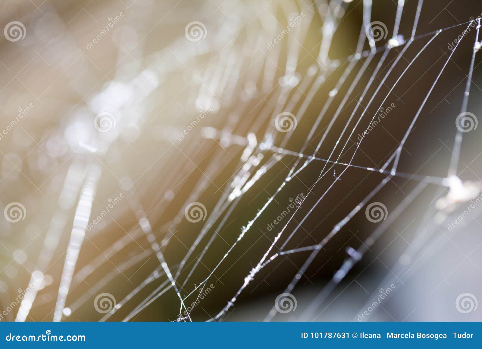 Abstract Composition with Spider Web Stock Image - Image of beauty ...