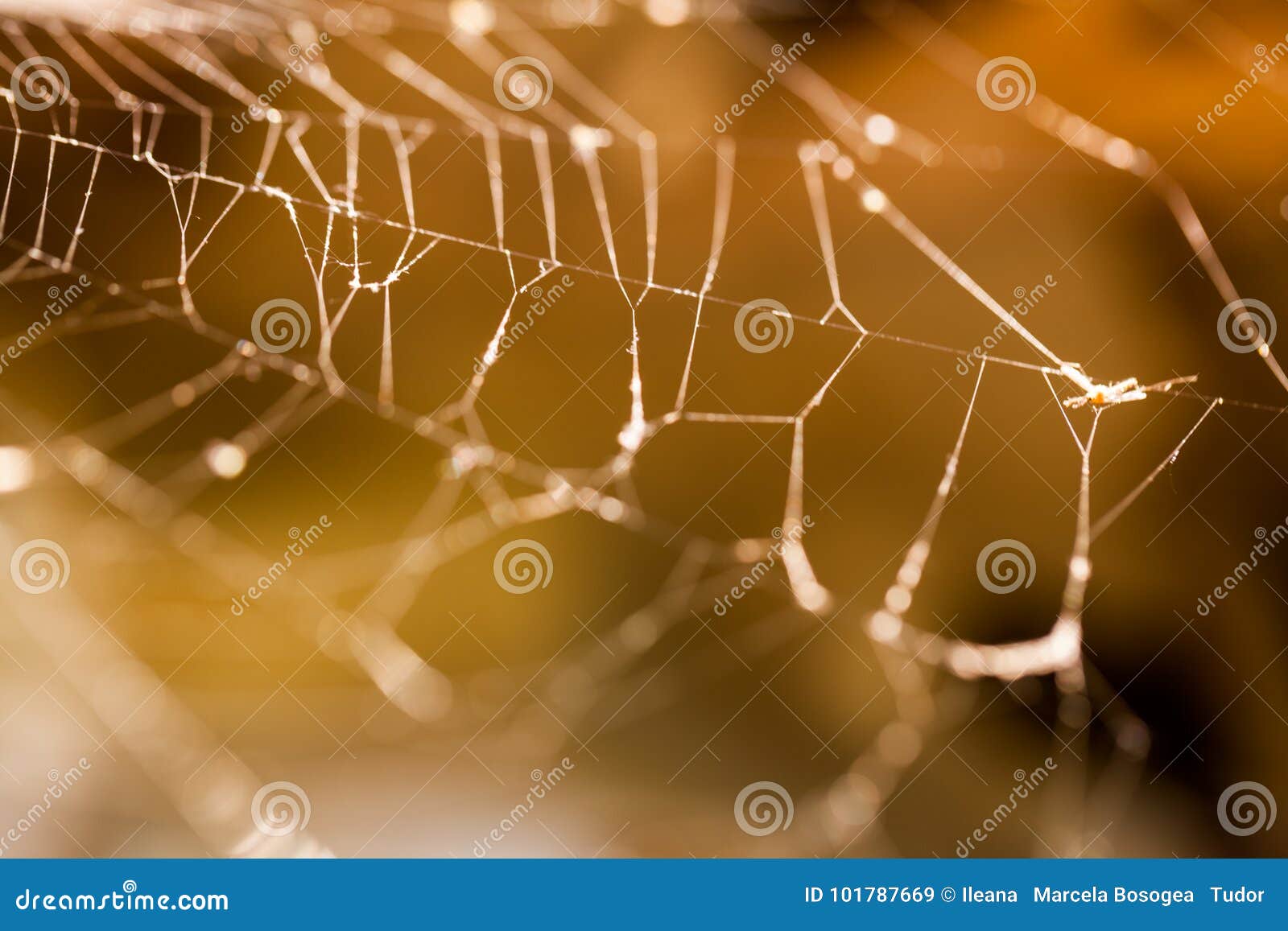 Abstract Composition with Spider Web Stock Image - Image of background ...