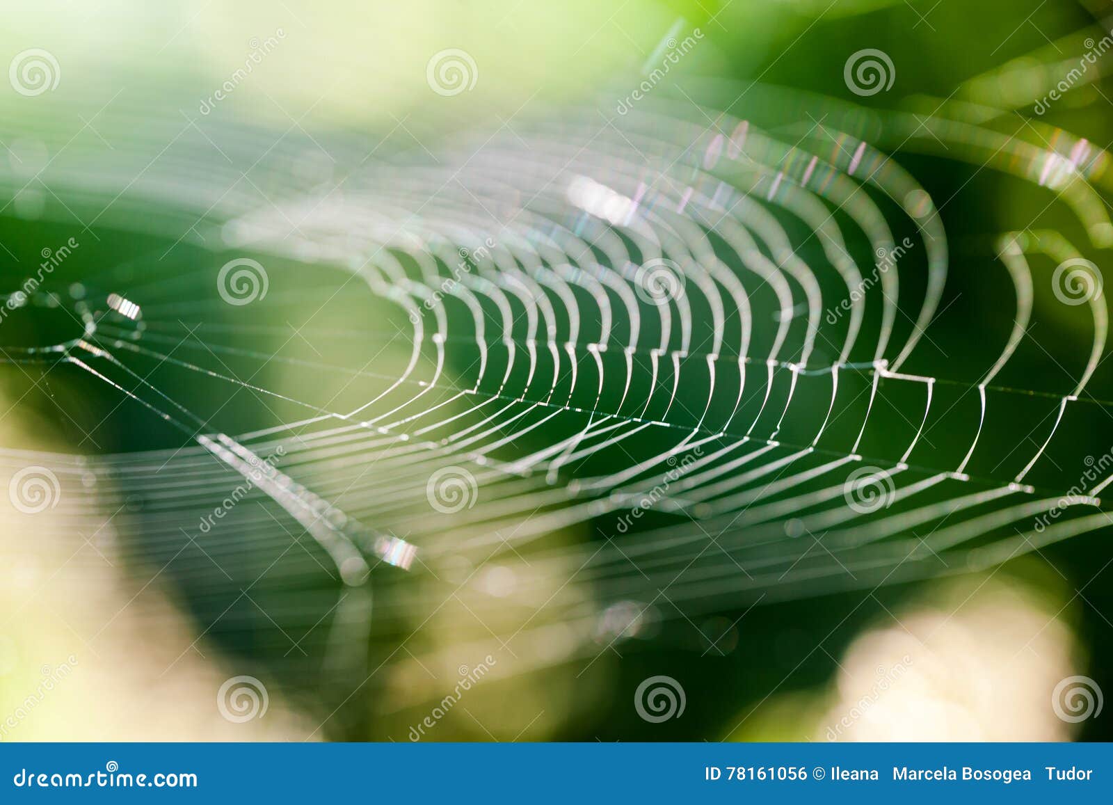 Abstract Composition with Spider Web Details Stock Photo - Image of ...