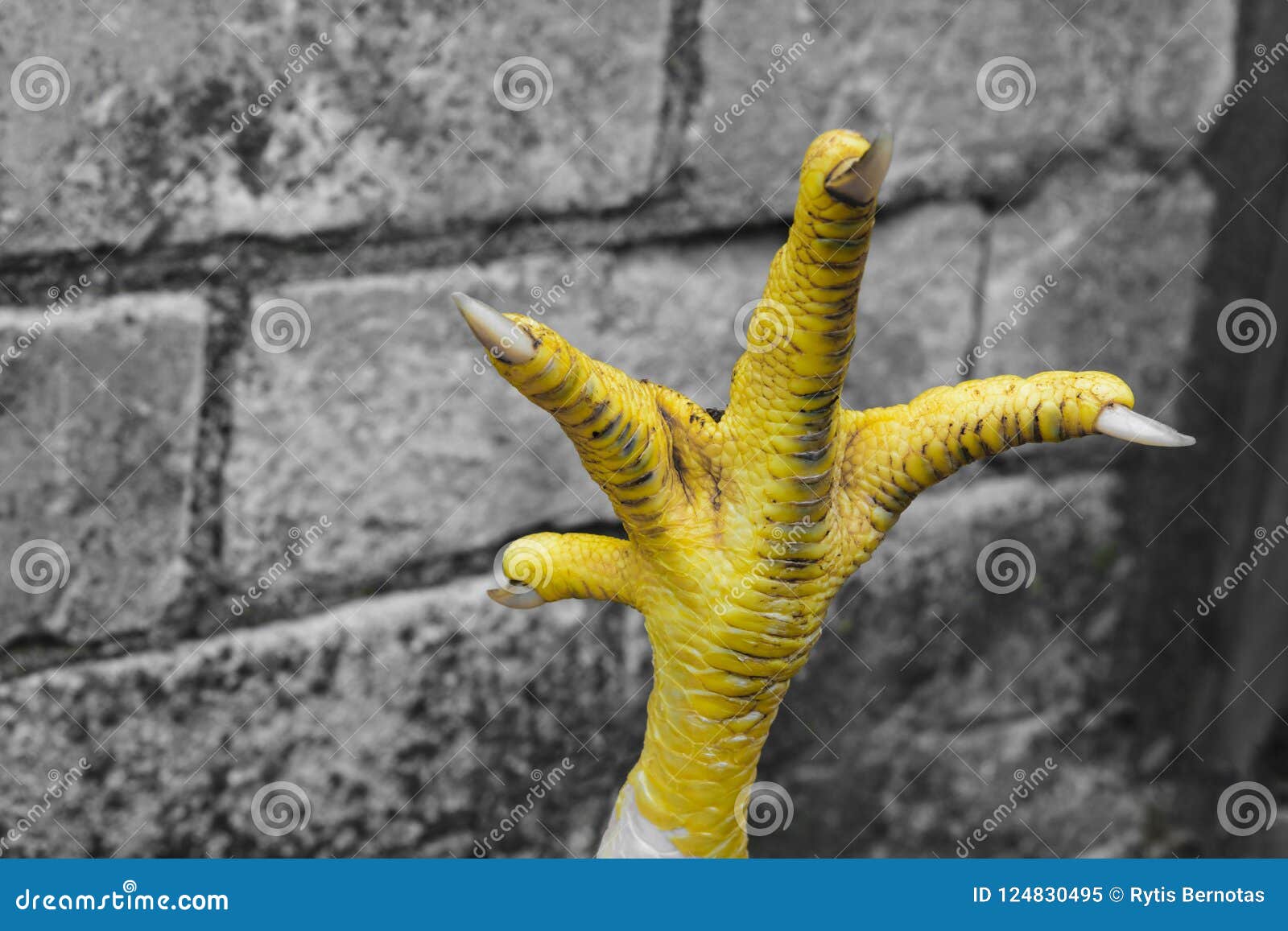 Chicken Claw Soup Is A Type Of Indonesian Cuisine With Basic ...