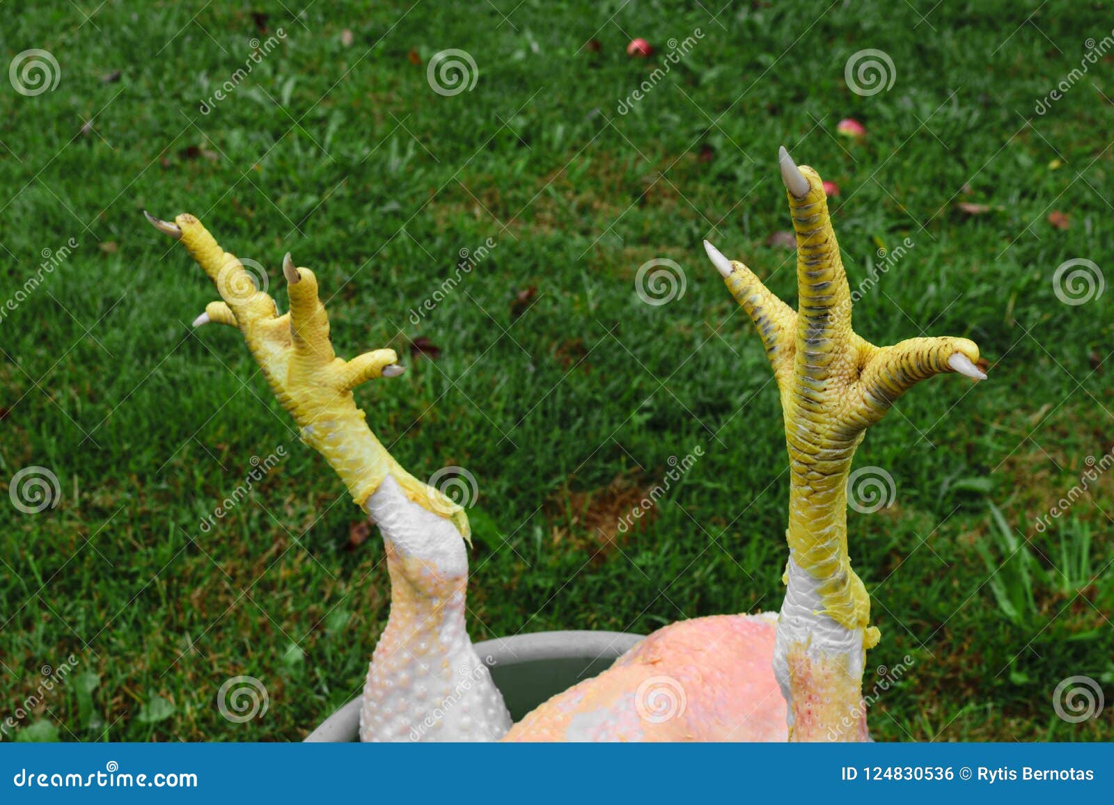 446 White Background Chicken Claws Stock Photos - Free & Royalty-Free ...