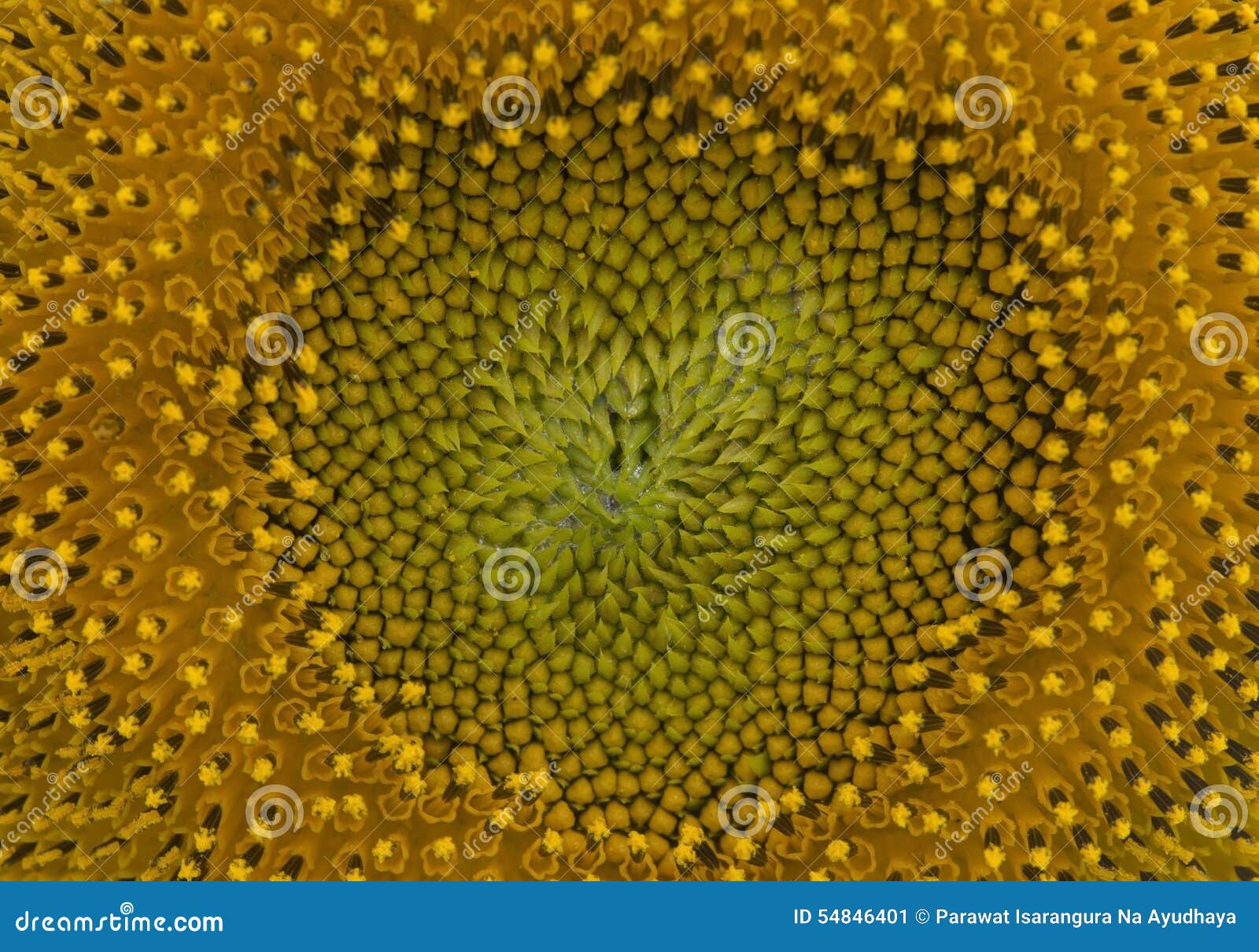 Abstract Concept of Sunflower Pollen. Stock Image - Image of plant ...