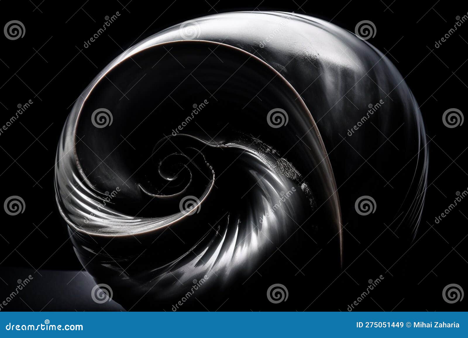 Abstract Conceptual Illustration of a Shell in Black and White High ...