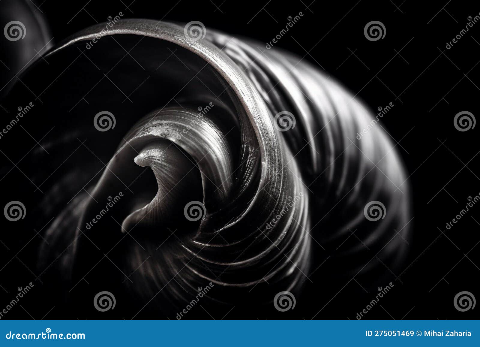 Abstract Conceptual Illustration of a Shell in Black and White High ...