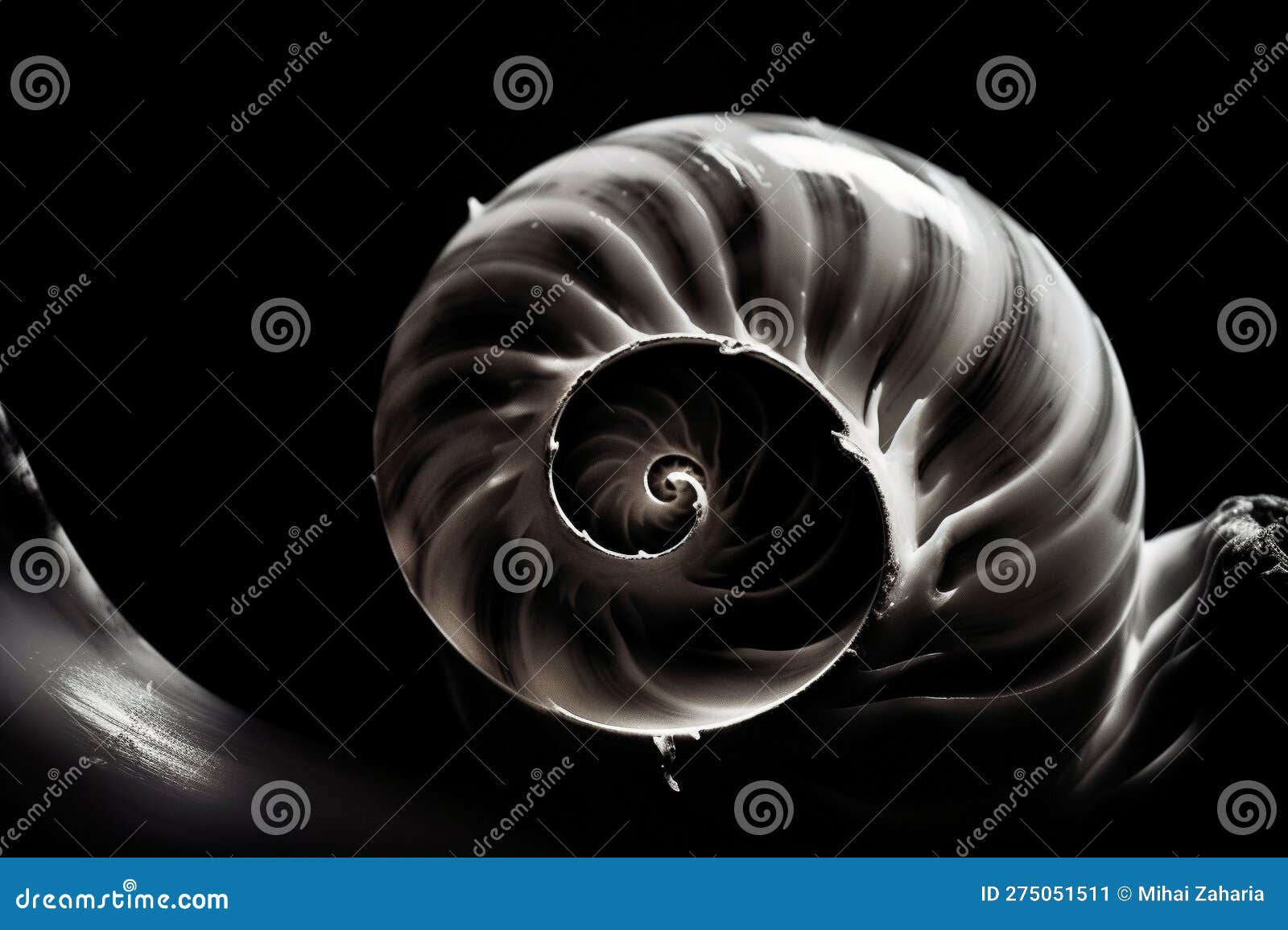 Abstract Conceptual Illustration of a Shell in Black and White High ...