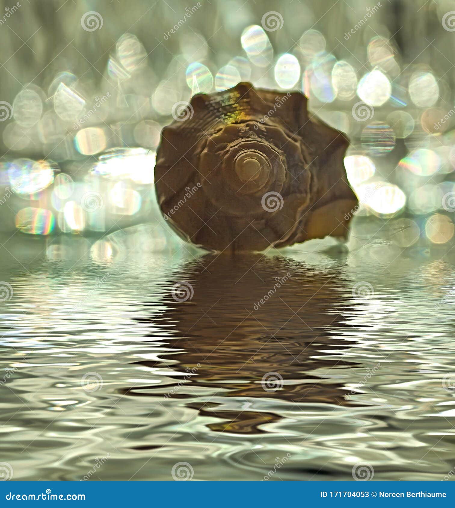 Abstract Conch Seashell with Bokeh Stock Image - Image of light ...