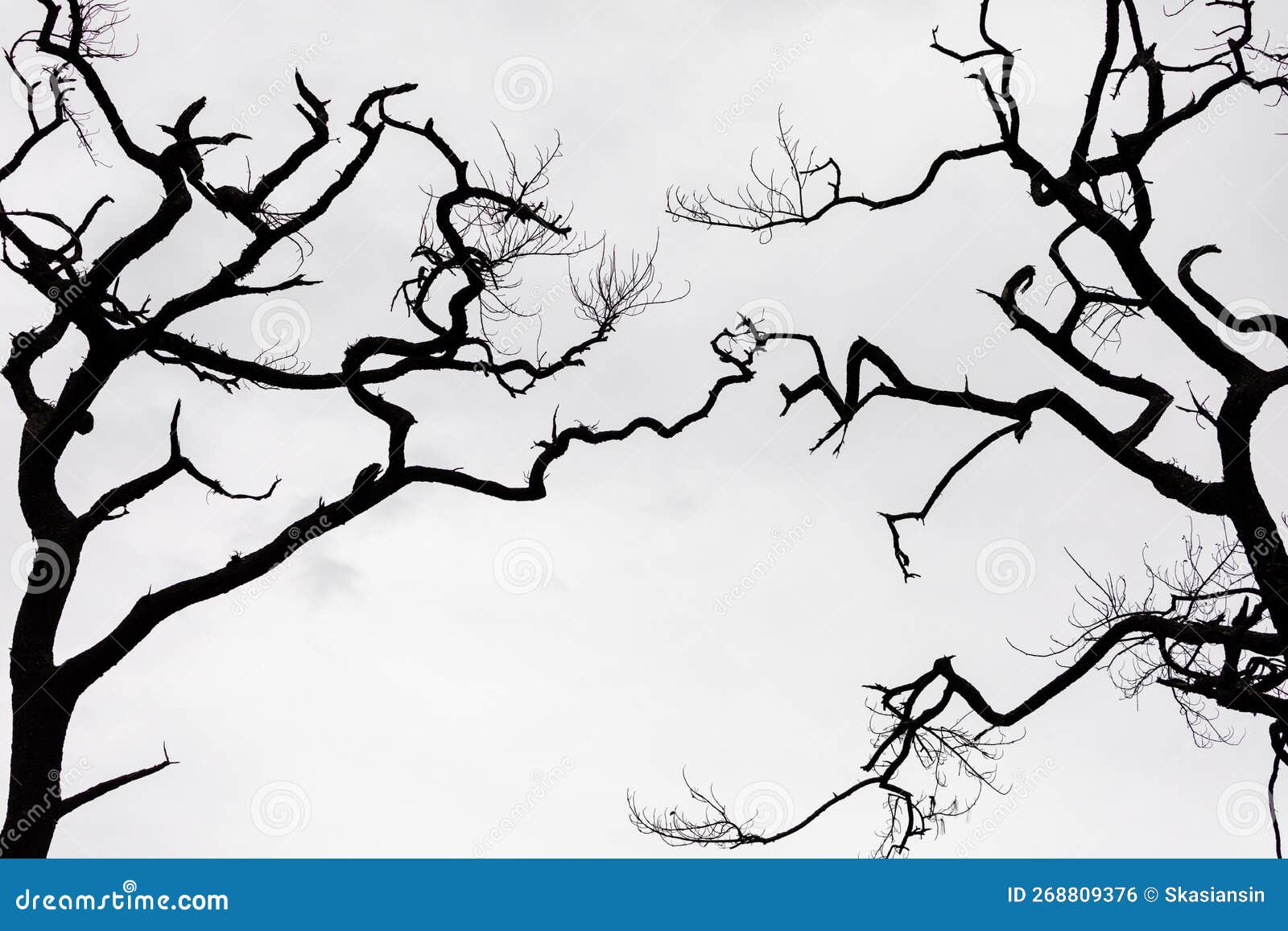 Abstract Connection of Twisted Branches of Trees with White Sky Stock ...