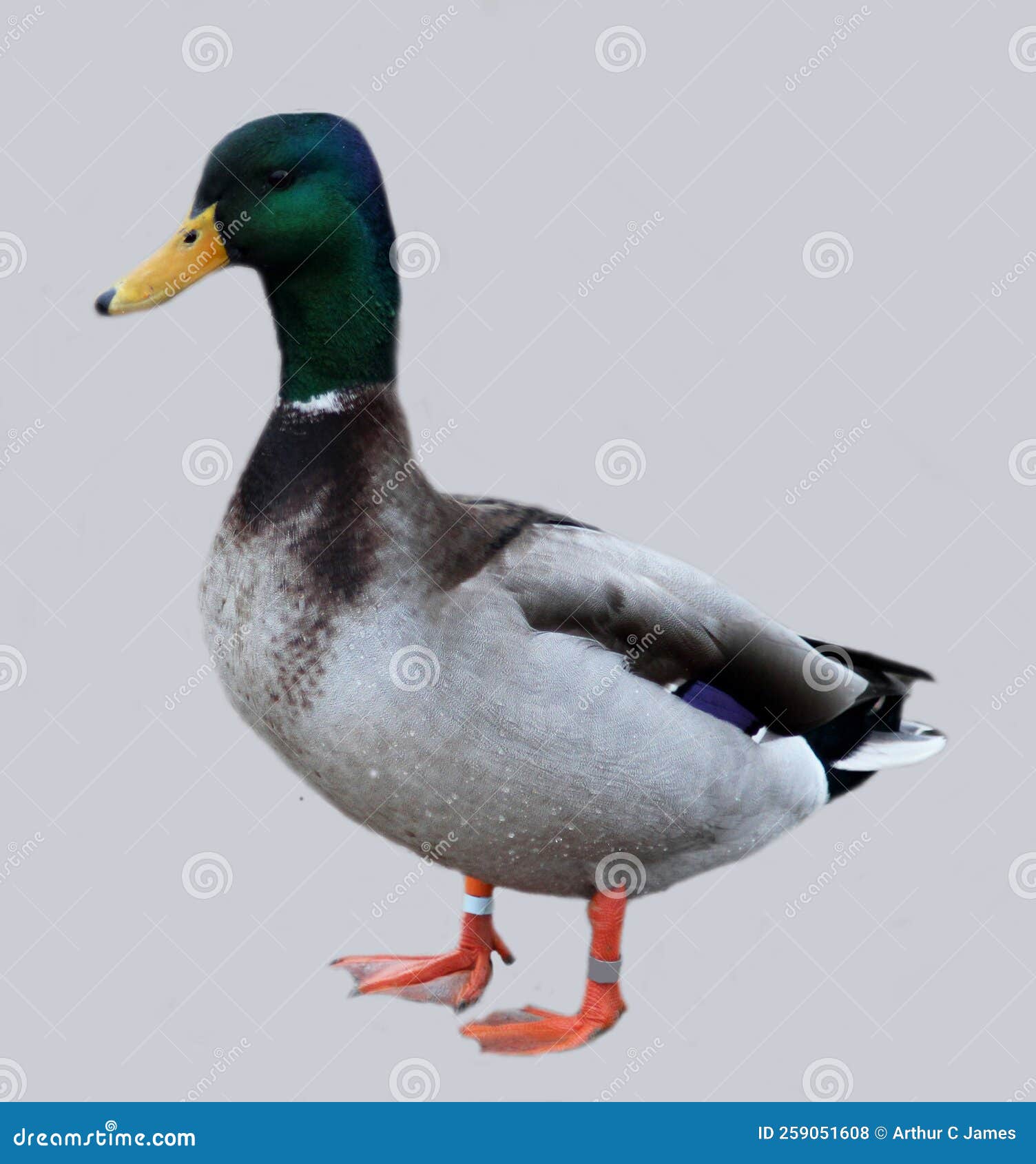 Abstract and Contemporary Retro Duck Greeting Card Design Stock Photo ...