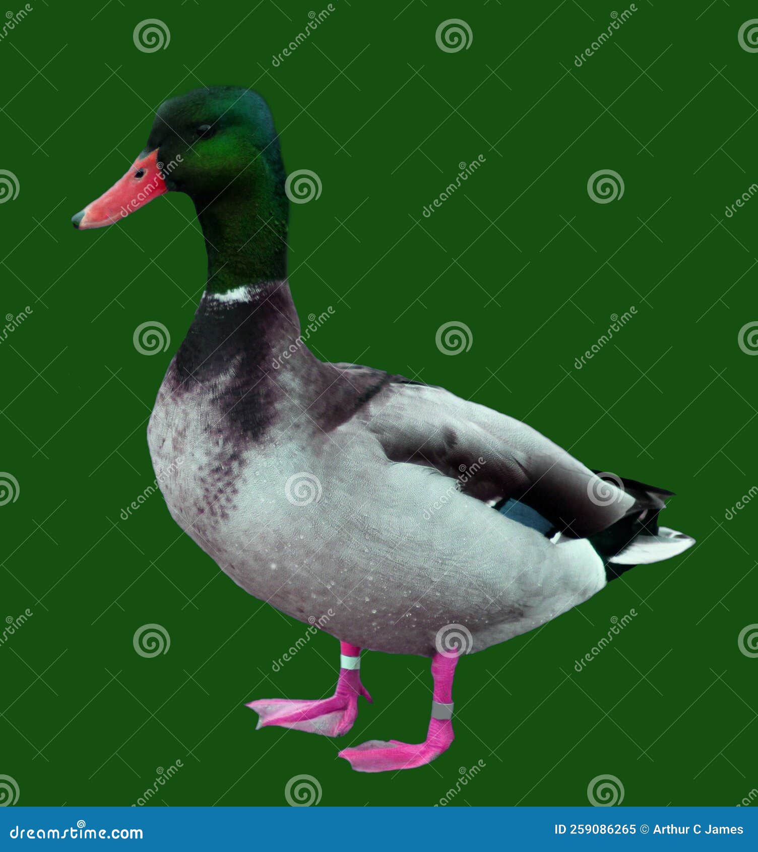 Abstract and Contemporary Retro Duck Greeting Card Design Stock Image ...