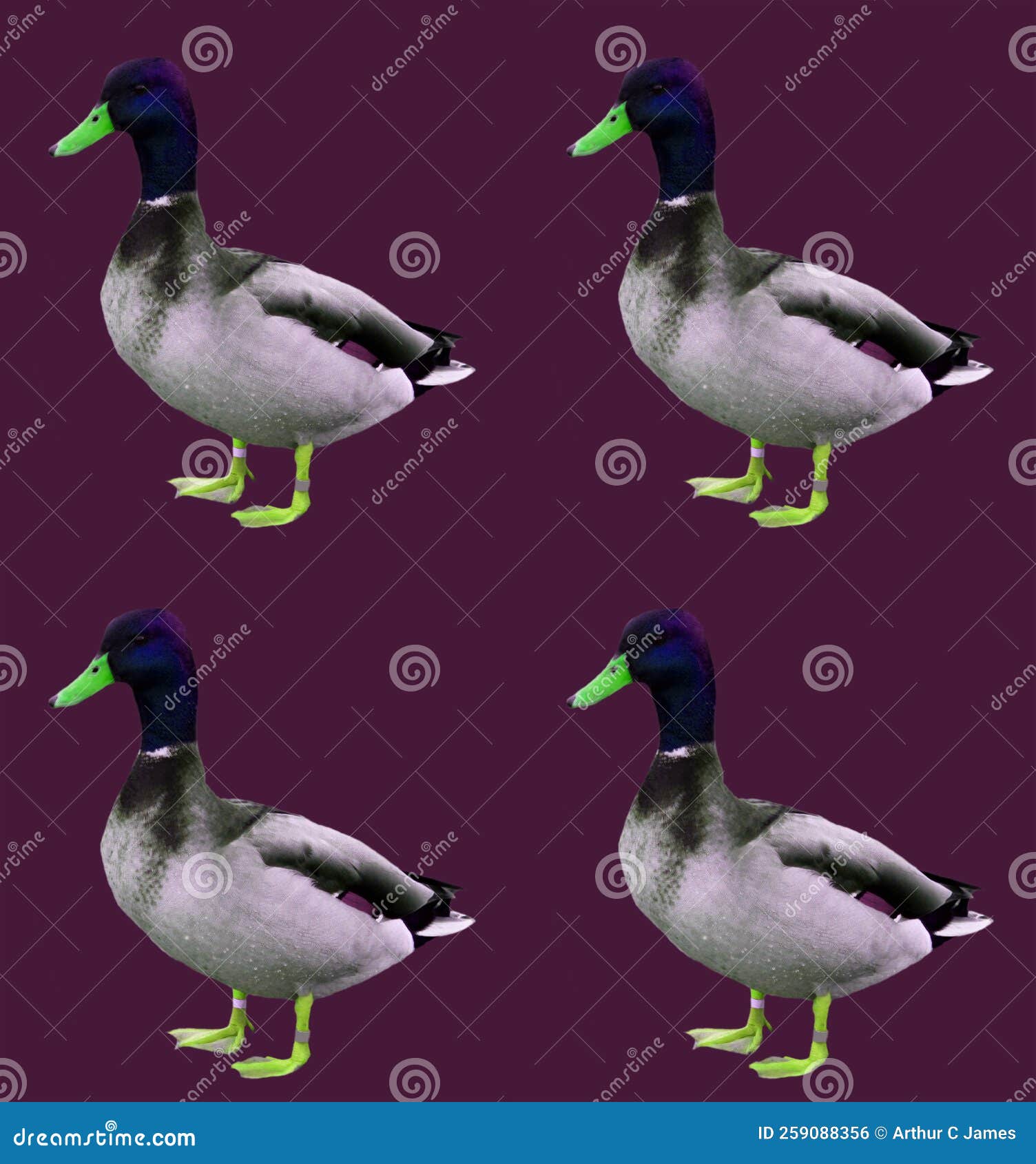 Abstract and Contemporary Retro Duck Greeting Card Design Stock Photo ...