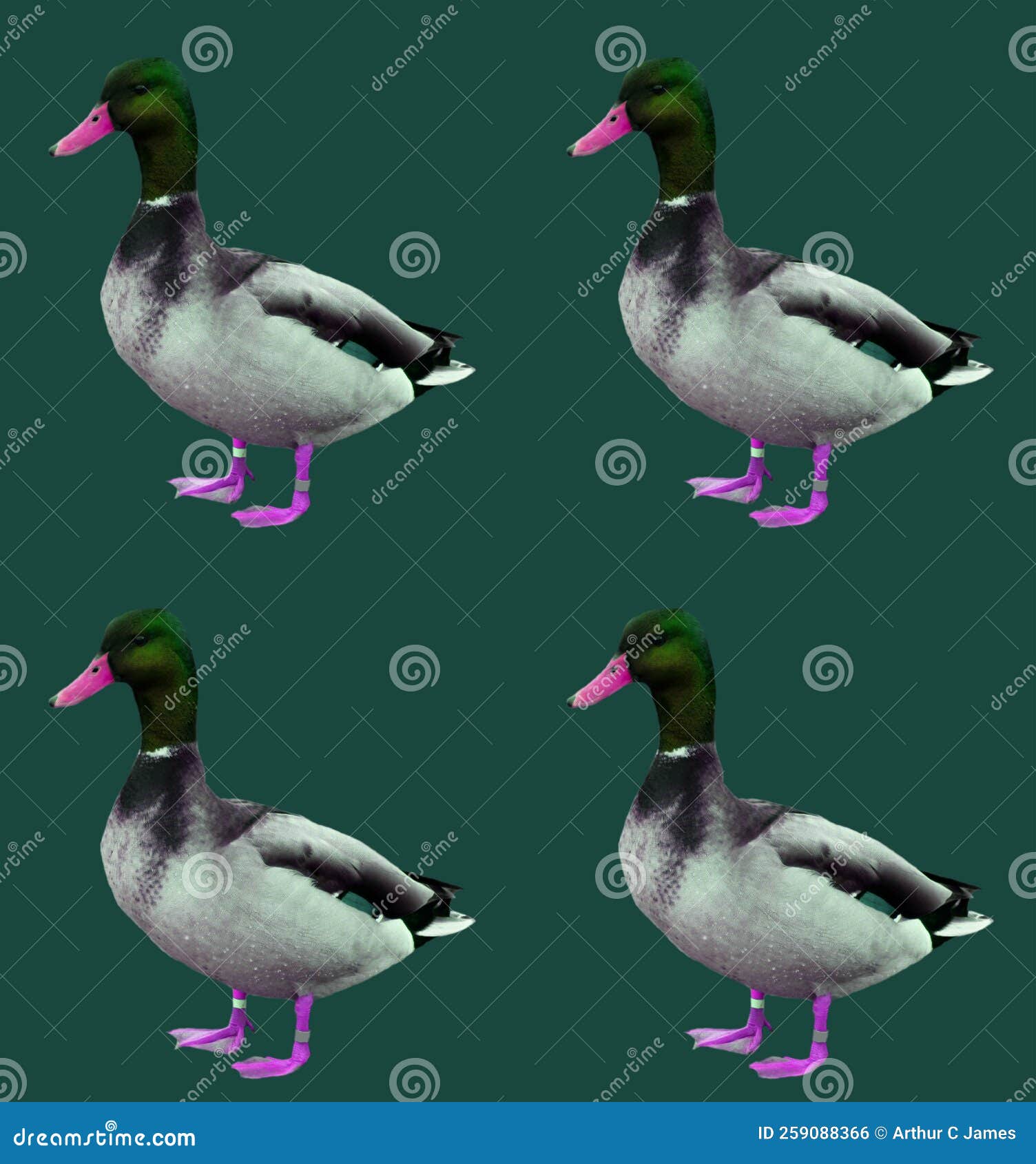 Abstract and Contemporary Retro Duck Greeting Card Design Stock Photo ...