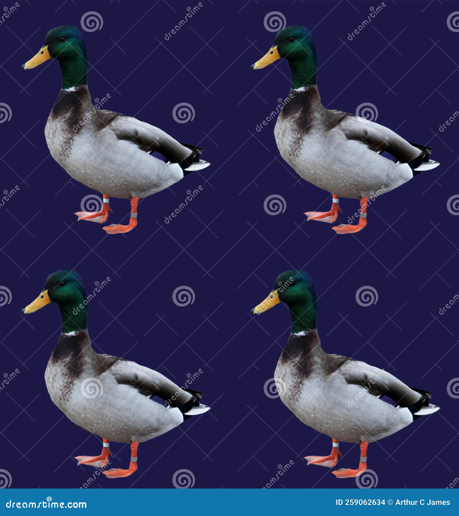 Abstract and Contemporary Retro Ducks Greeting Card Design Stock Photo ...