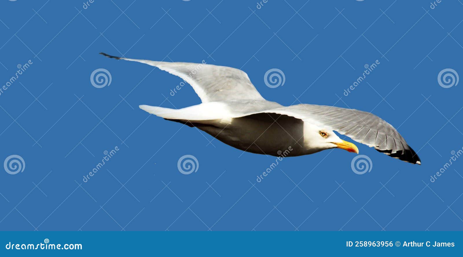 Abstract and Contemporary Seaside Seagull Greeting Card Design Stock ...