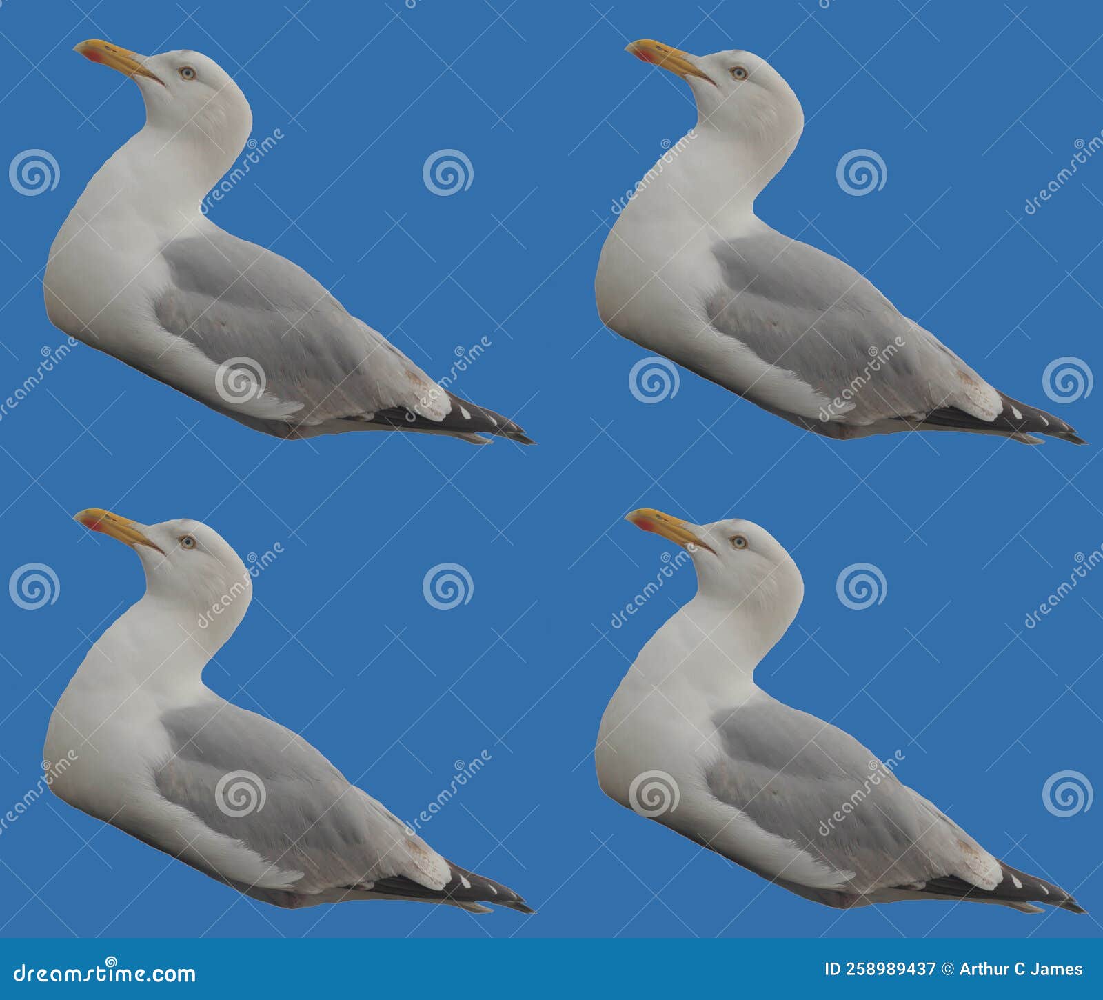 Abstract and Contemporary Seaside Seagull Greeting Card Design Stock ...