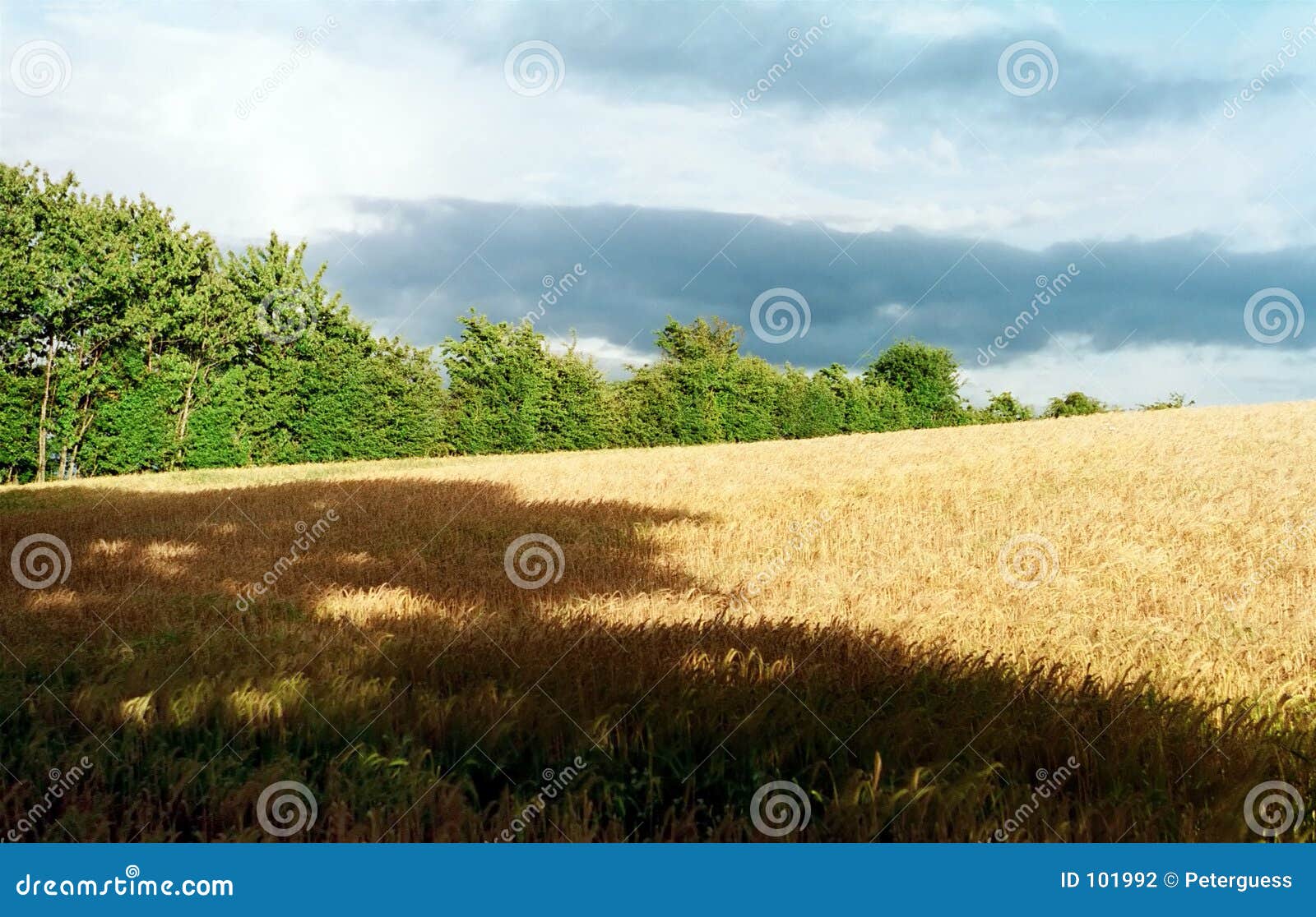 Abstract Corn Field stock photo. Image of arable, backgound - 101992