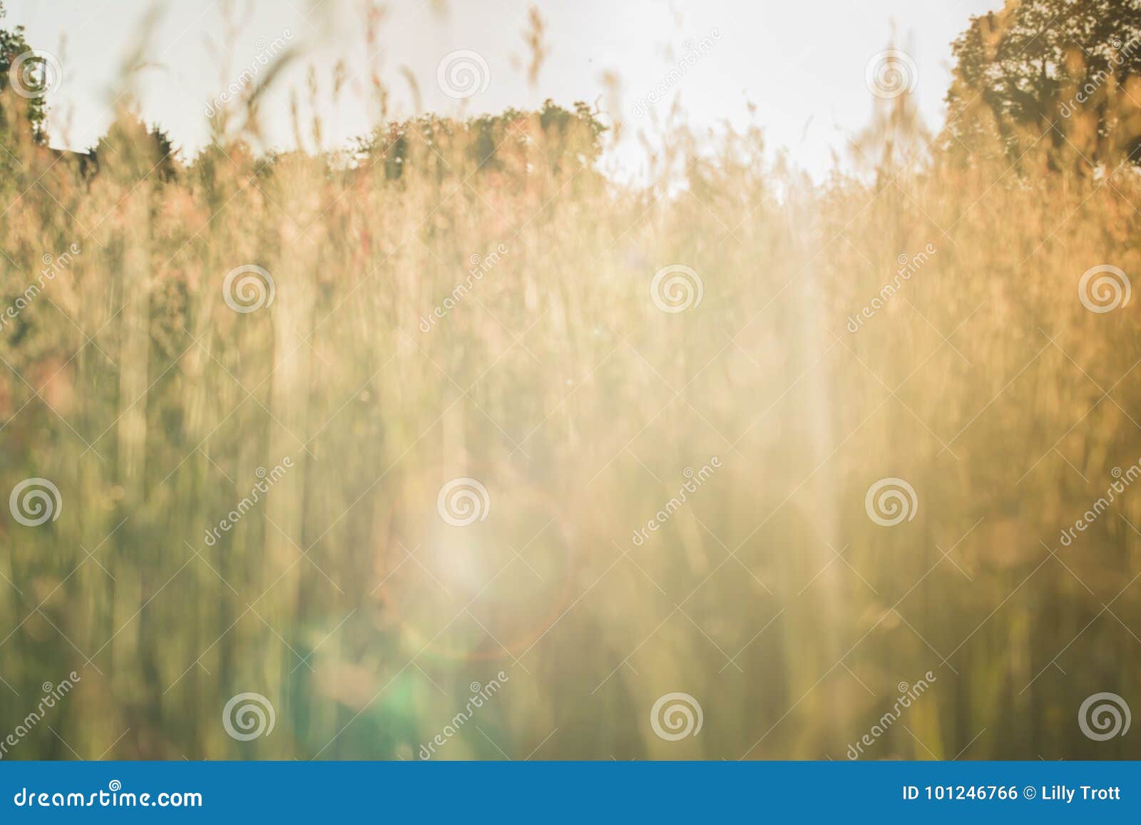 Abstract Corn Field Background Stock Photo - Image of background ...