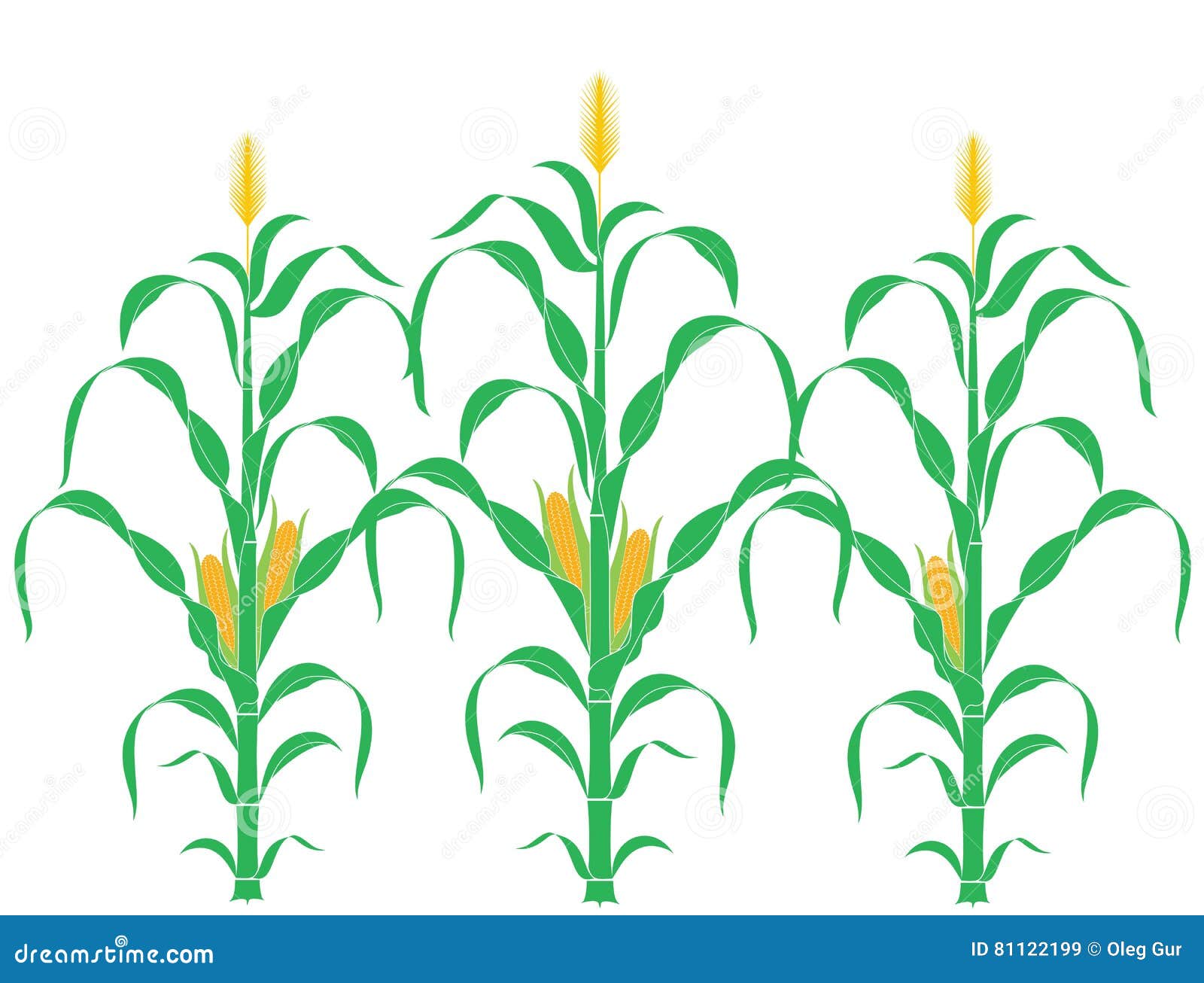 Abstract Corn stock vector. Illustration of ripe, vector - 81122199